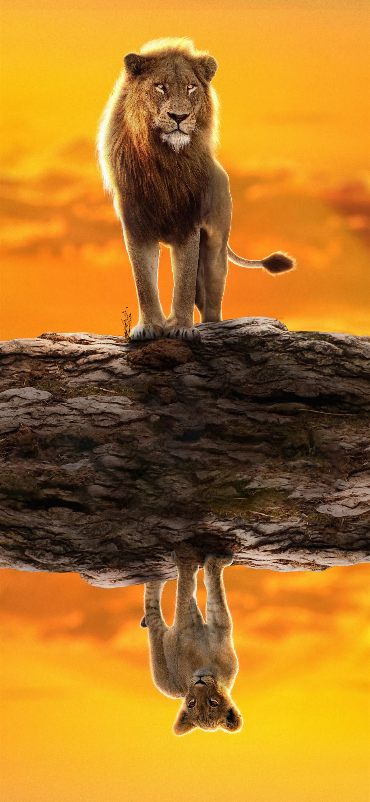 Simba Phone Wallpapers - Wallpaper Cave