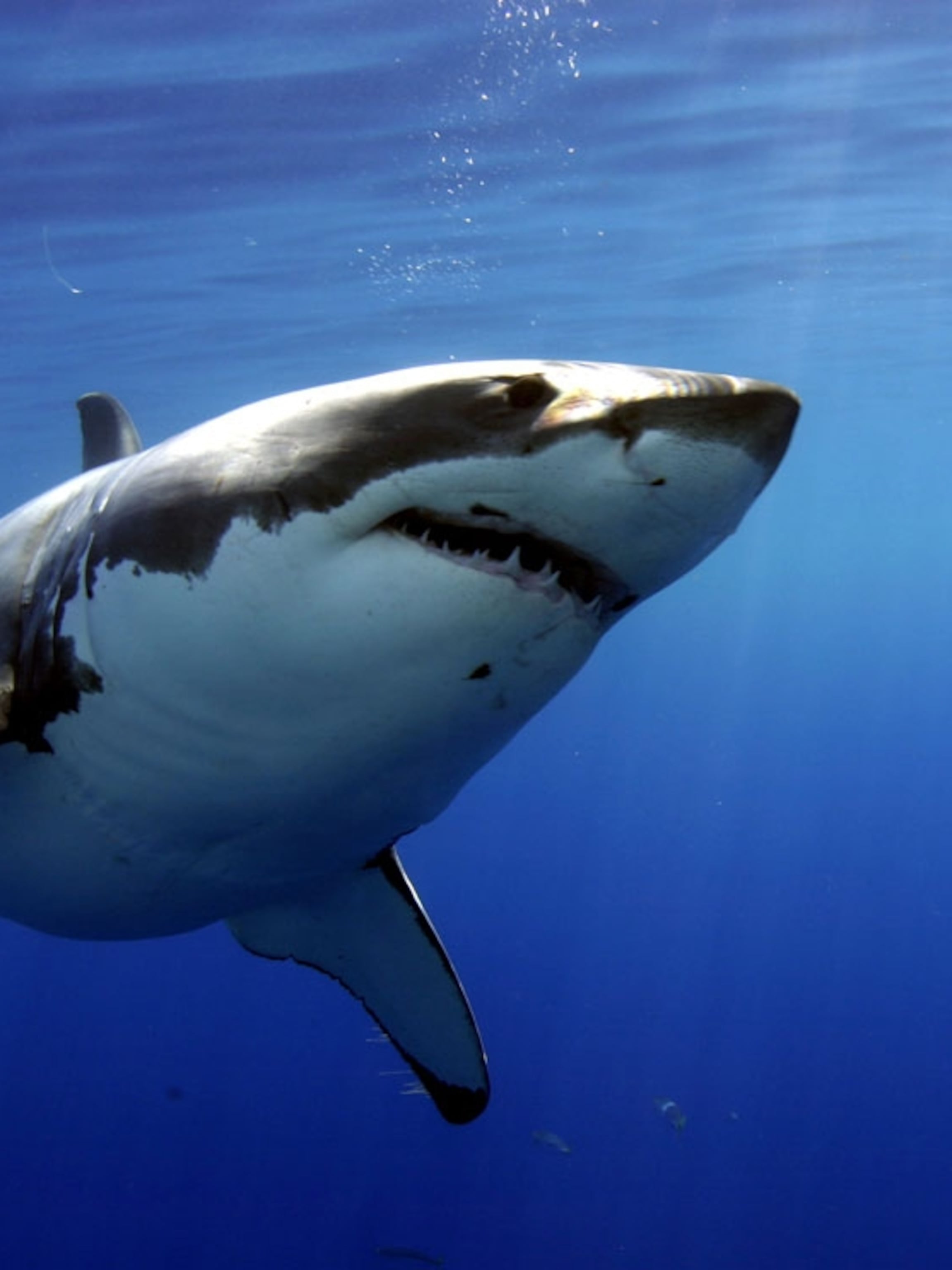 Ocean Wildlife Wallpapers - Wallpaper Cave