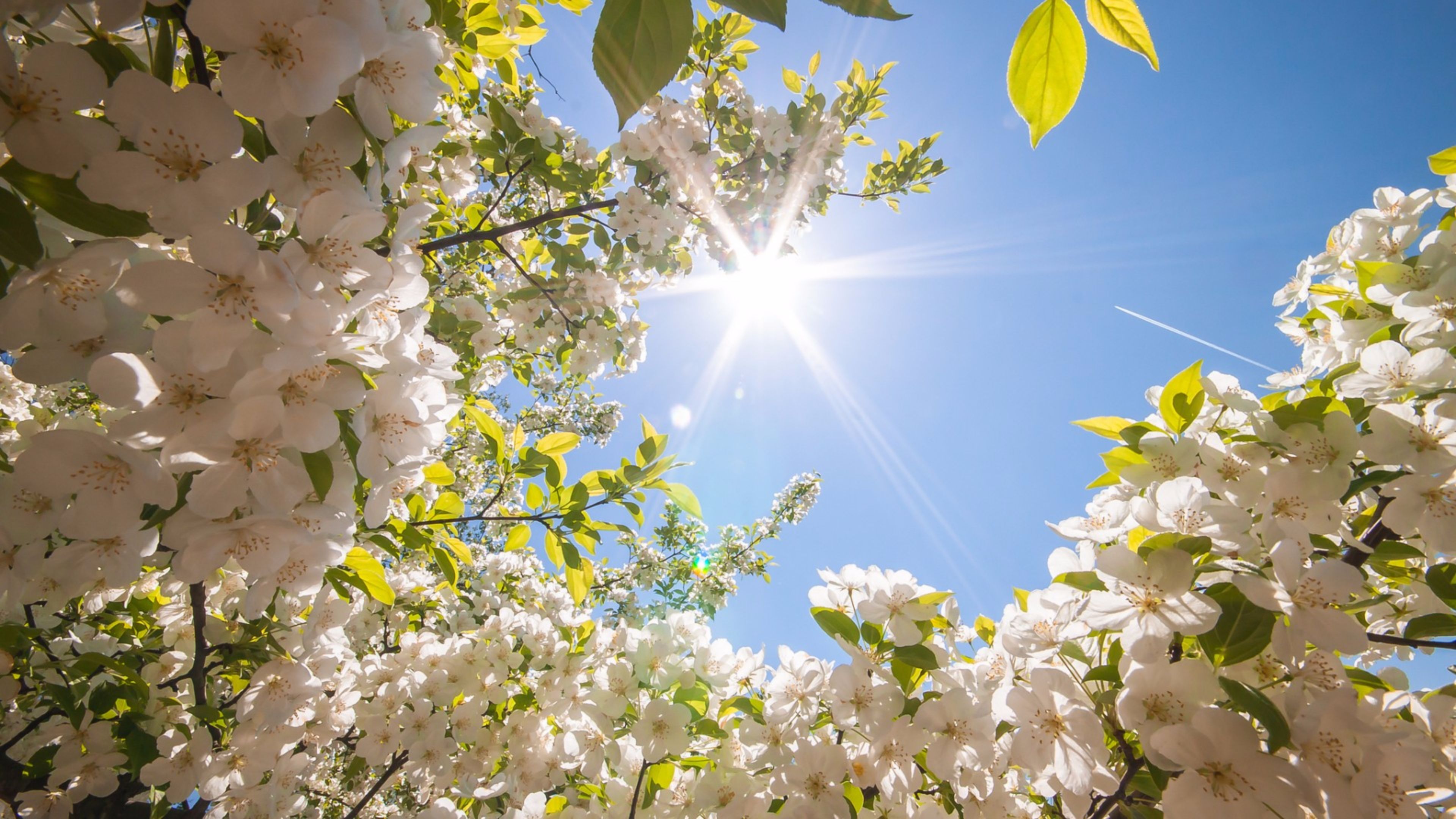 Spring Flower 4k Wallpapers - Wallpaper Cave