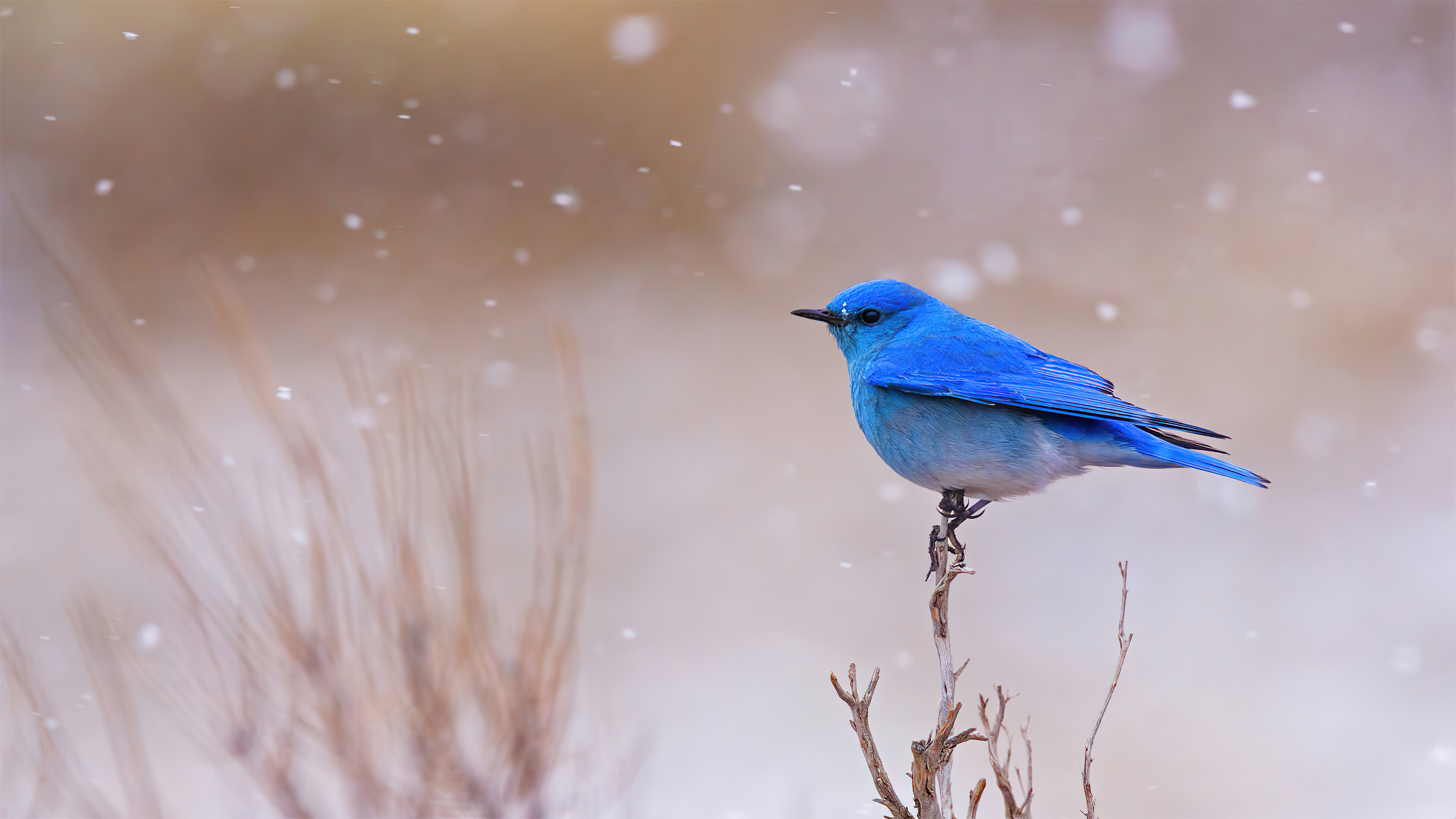 Blue Bird Wallpaper