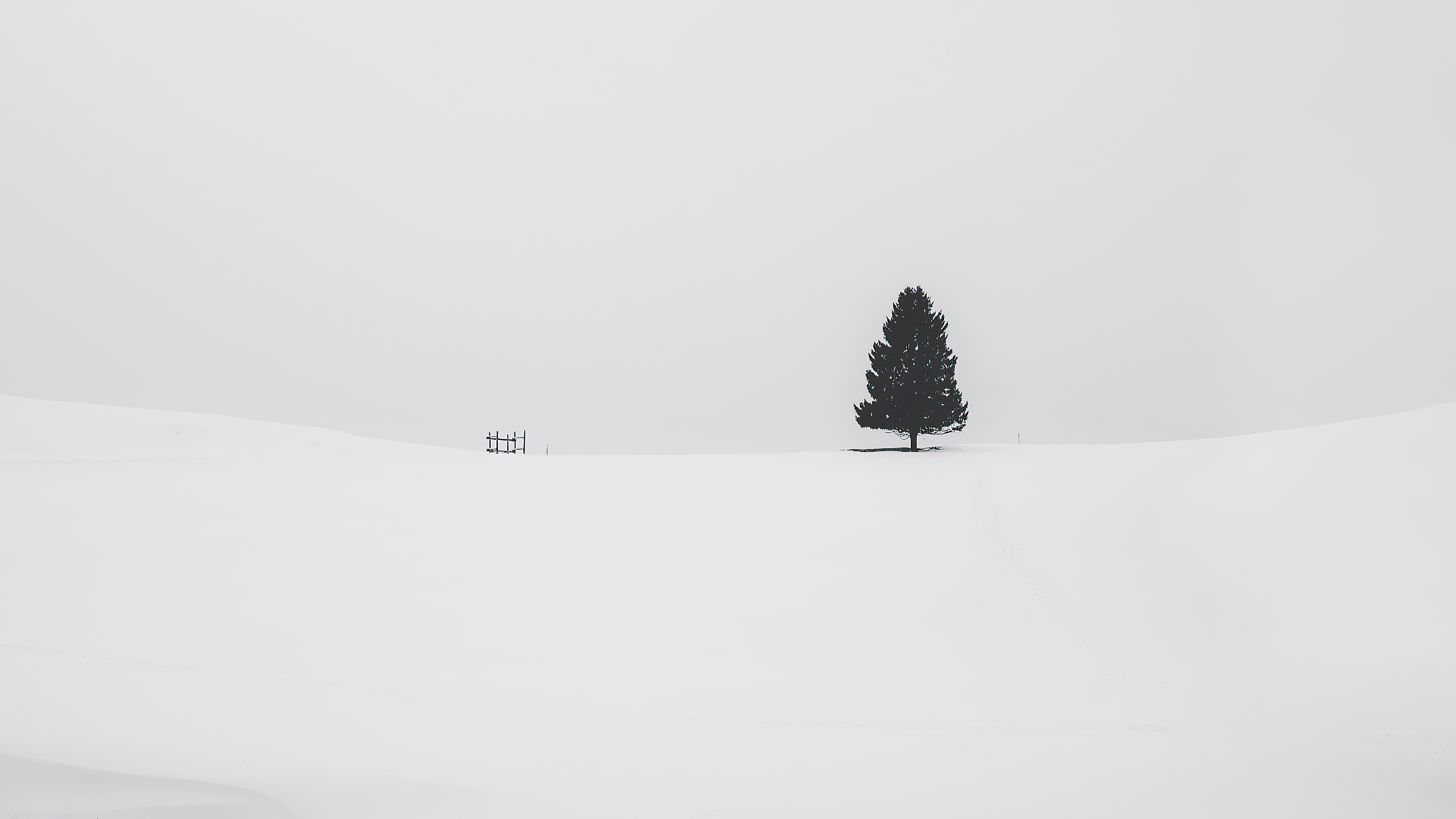 White Tree Snow 4k Wallpapers - Wallpaper Cave