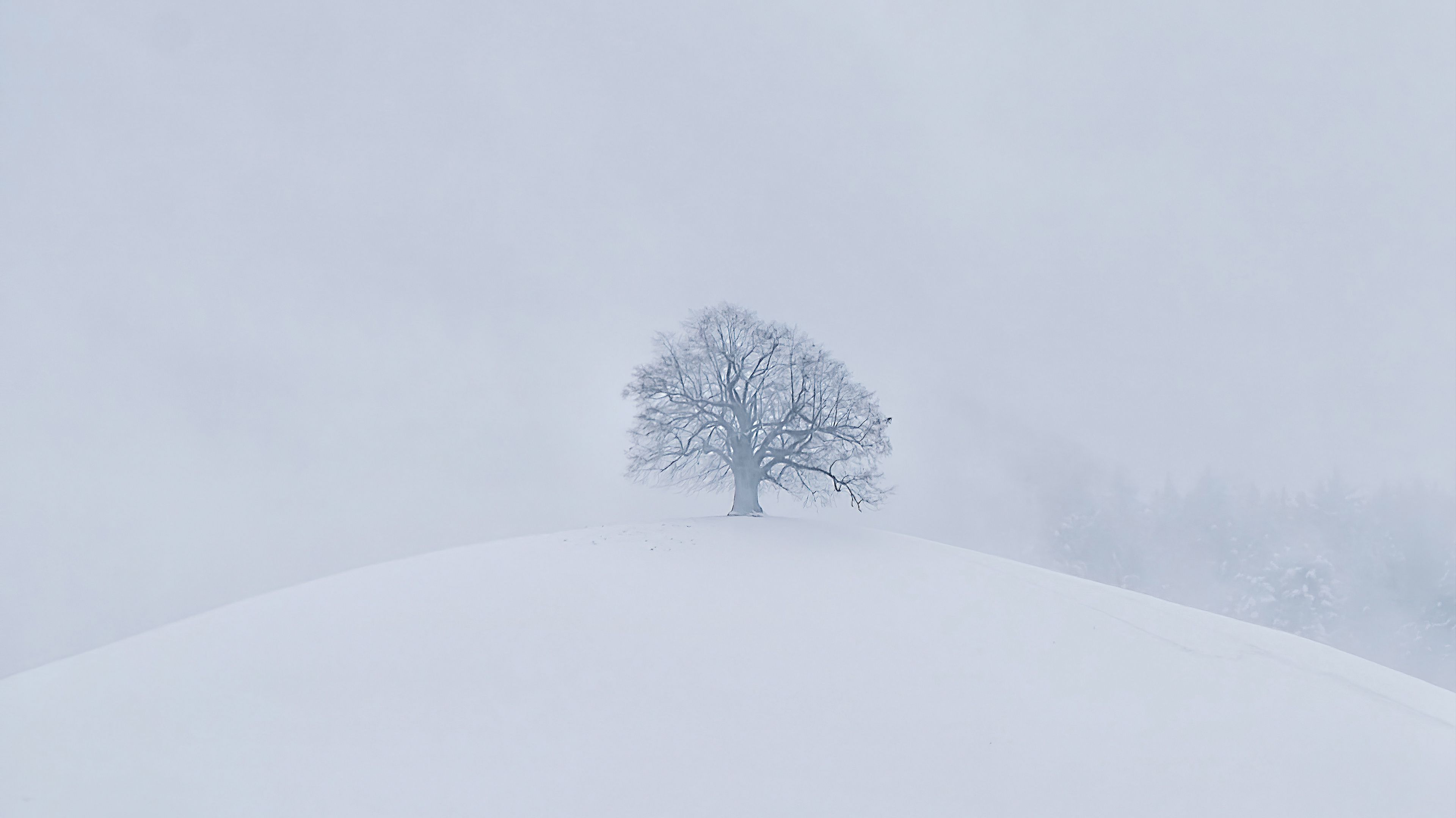 White Tree Snow 4k Wallpapers - Wallpaper Cave