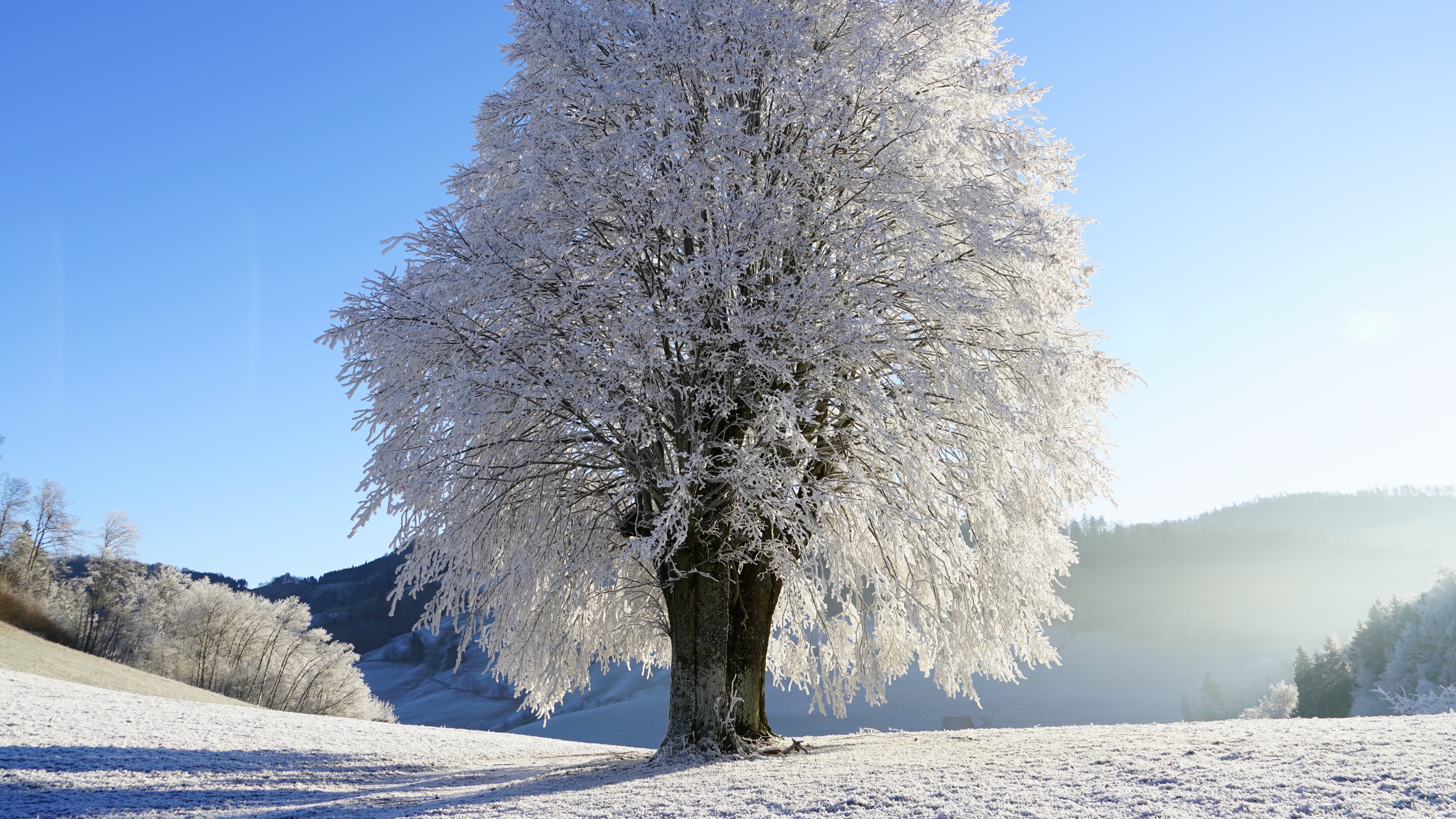 White Tree Snow 4k Wallpapers - Wallpaper Cave