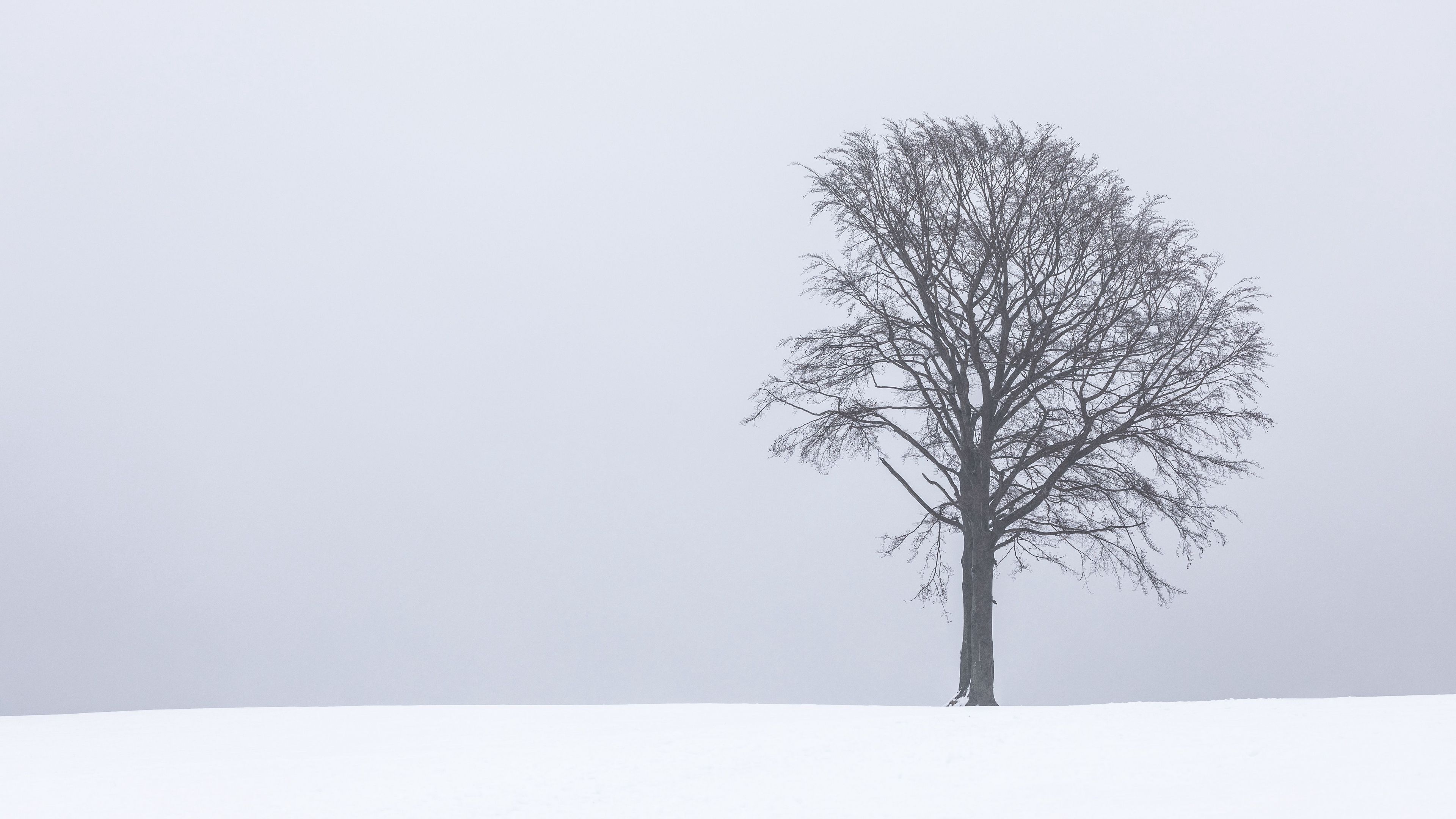White Tree Snow 4k Wallpapers - Wallpaper Cave