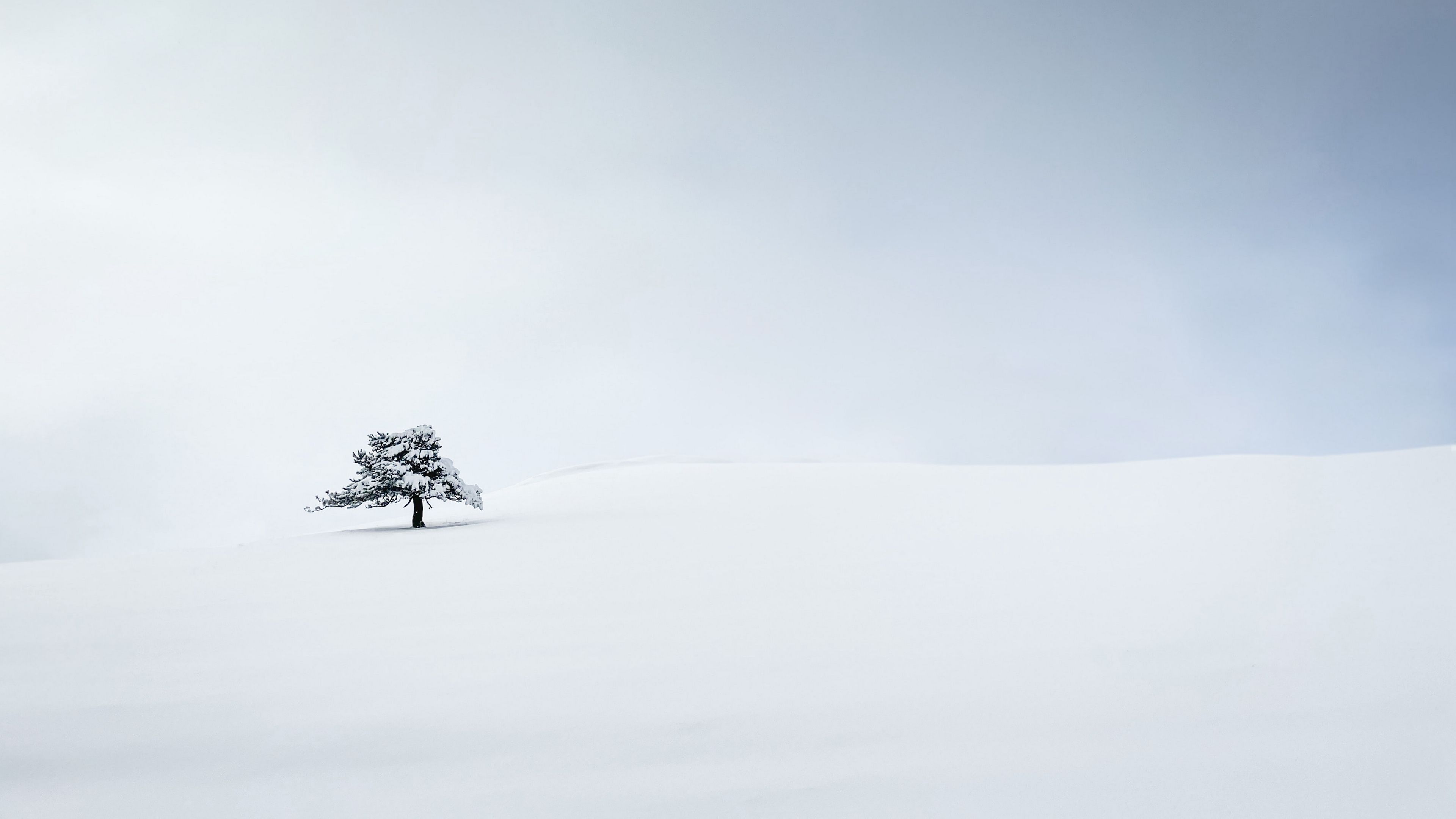 White Tree Snow 4k Wallpapers - Wallpaper Cave
