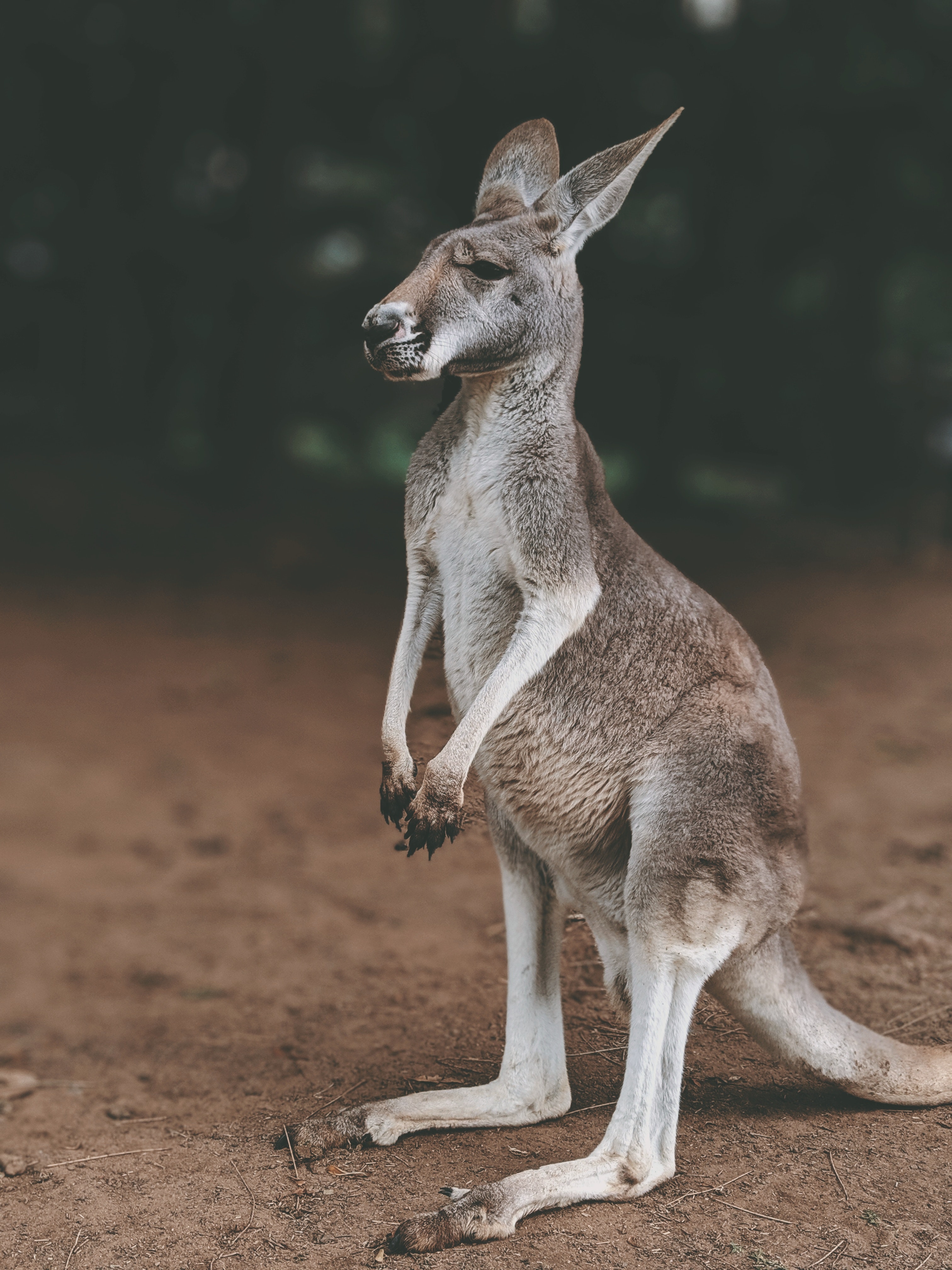 Kangaroo 4k Wallpapers - Wallpaper Cave