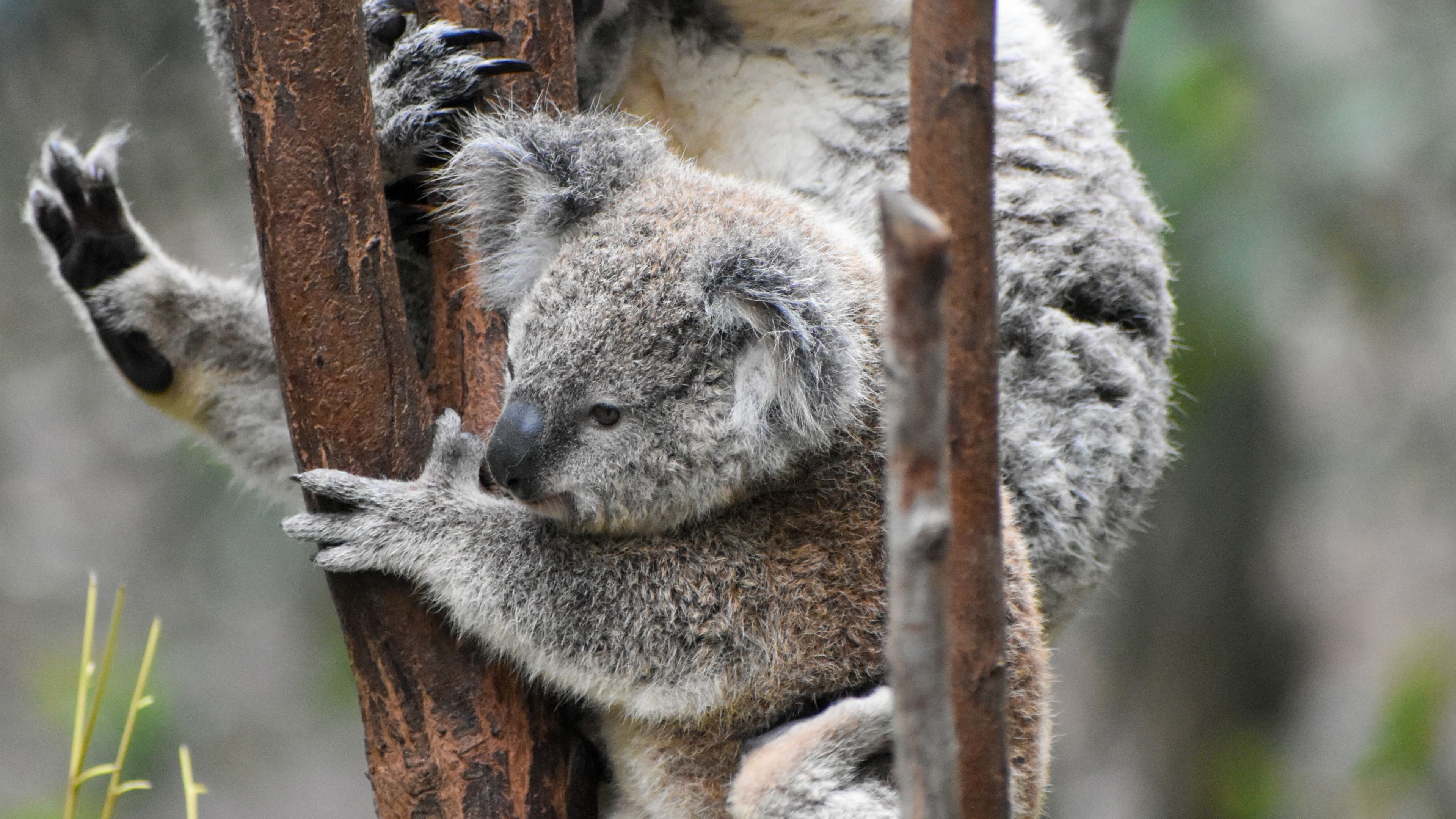 Koala 4k Wallpapers - Wallpaper Cave