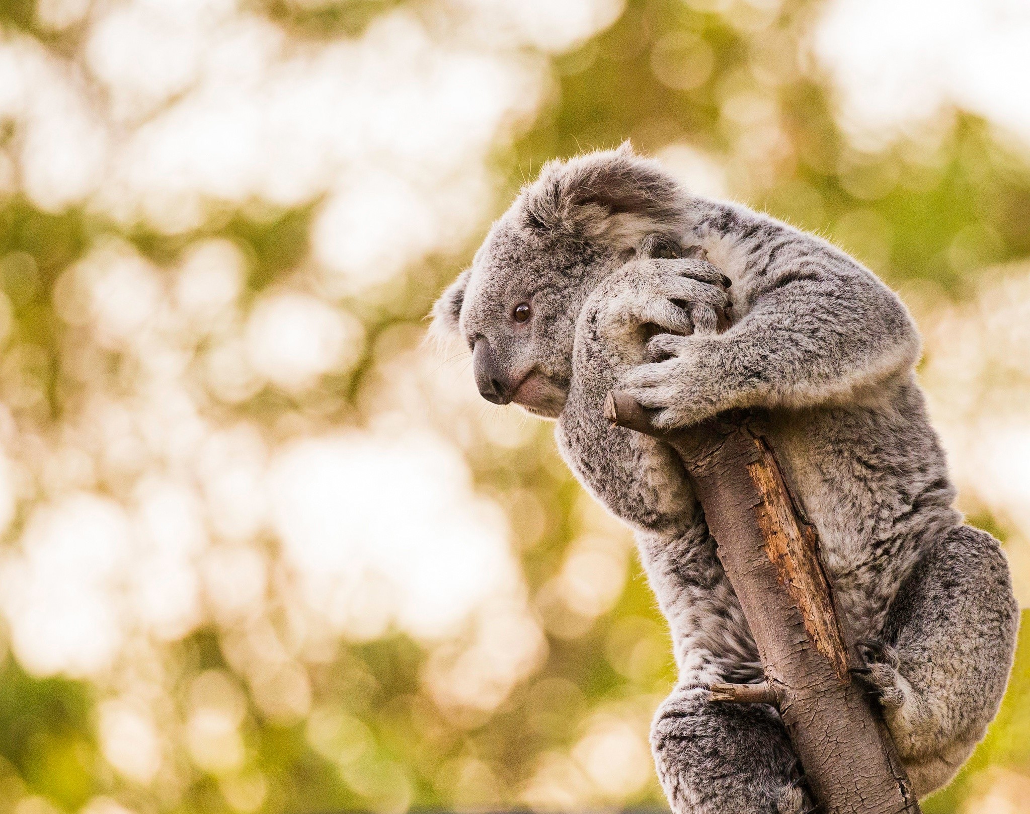 Koala 4k Wallpapers - Wallpaper Cave