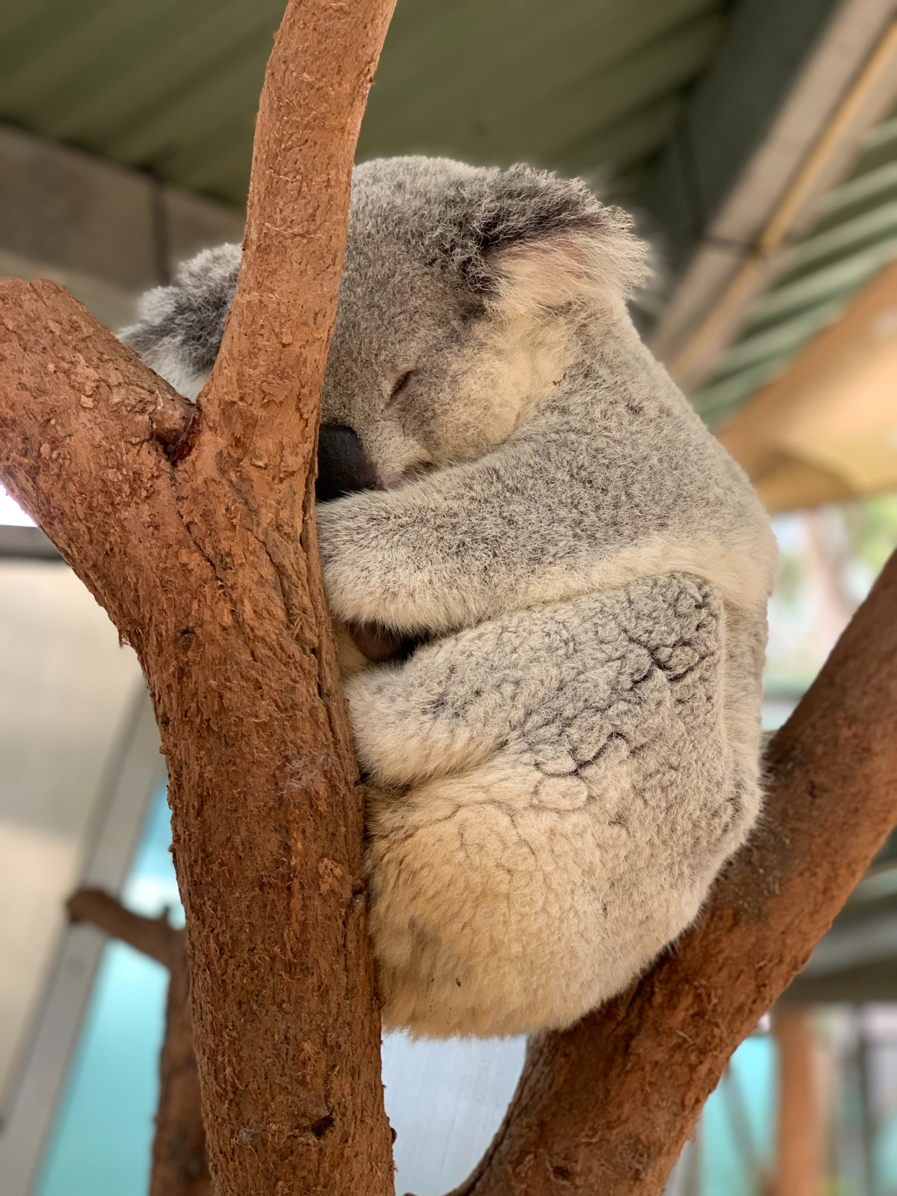 Koala 4k Wallpapers - Wallpaper Cave