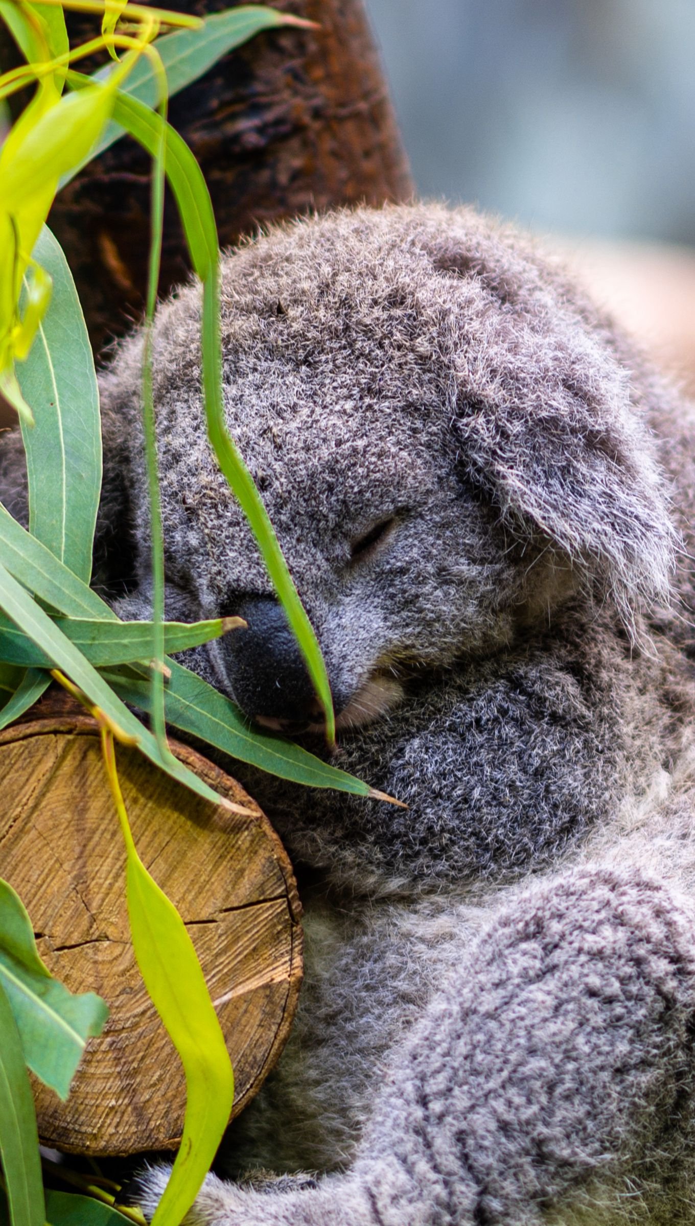Koala Phone Wallpapers - Wallpaper Cave
