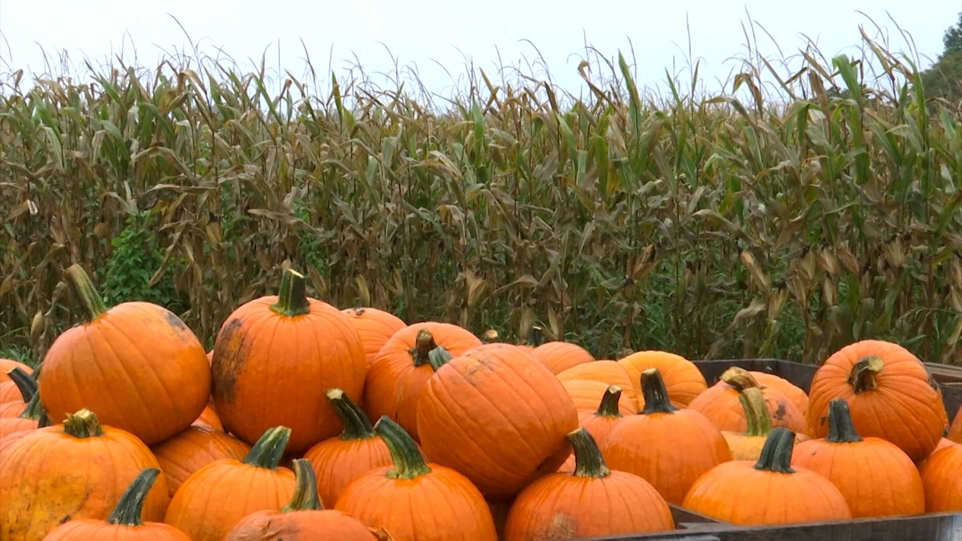 Pumpkin Farm Festival Wallpapers - Wallpaper Cave