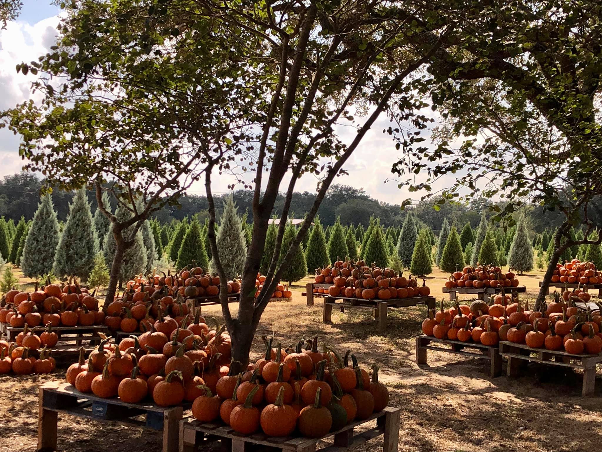 Pumpkin Farm Festival Wallpapers - Wallpaper Cave