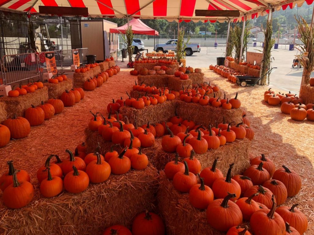 Pumpkin Farm Festival Wallpapers - Wallpaper Cave