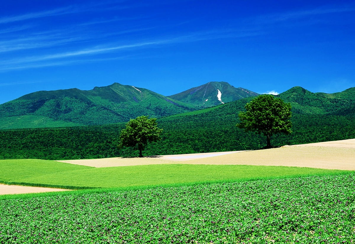 Japan Green Wallpapers - Wallpaper Cave