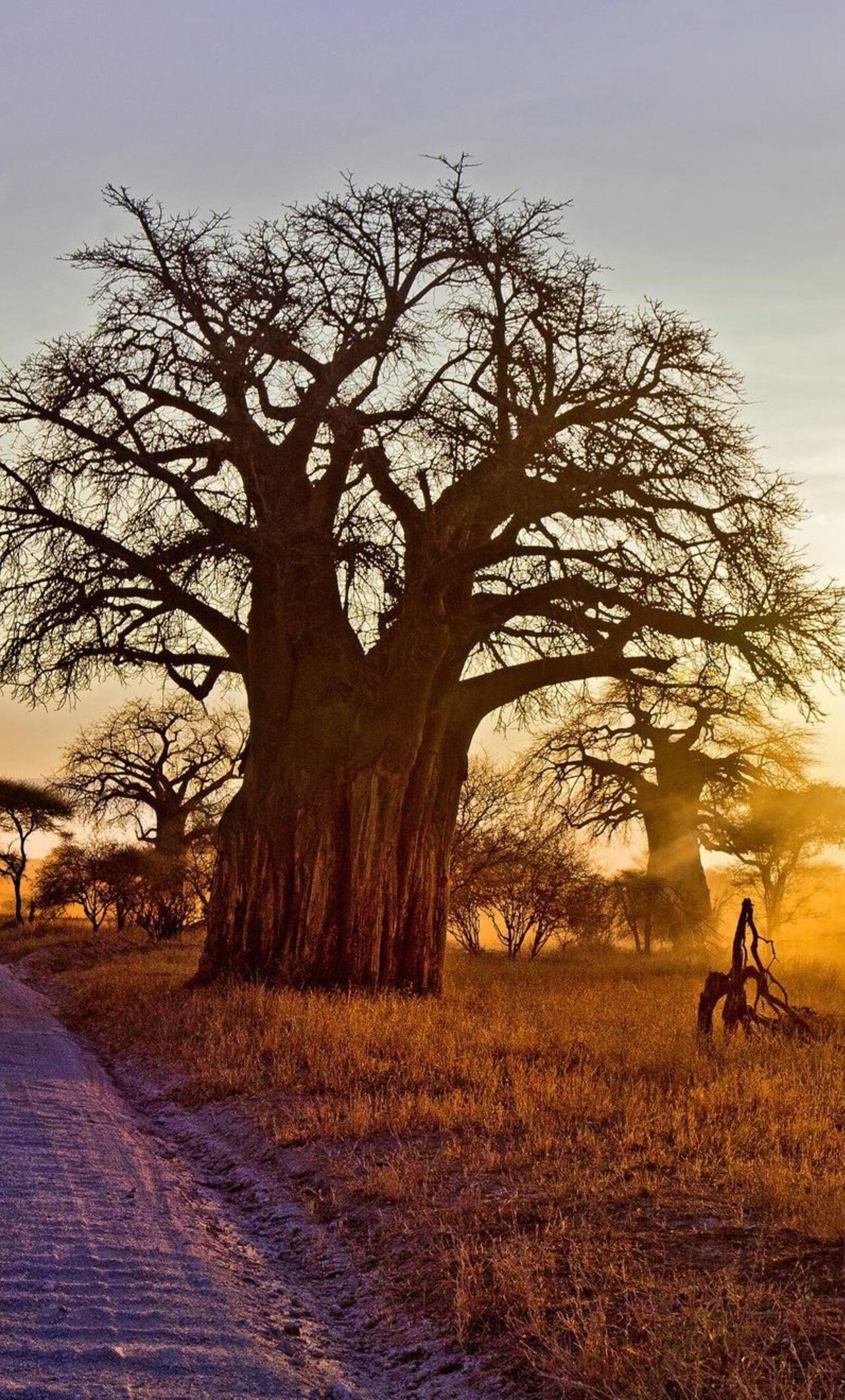 Boab Trees Wallpapers - Wallpaper Cave