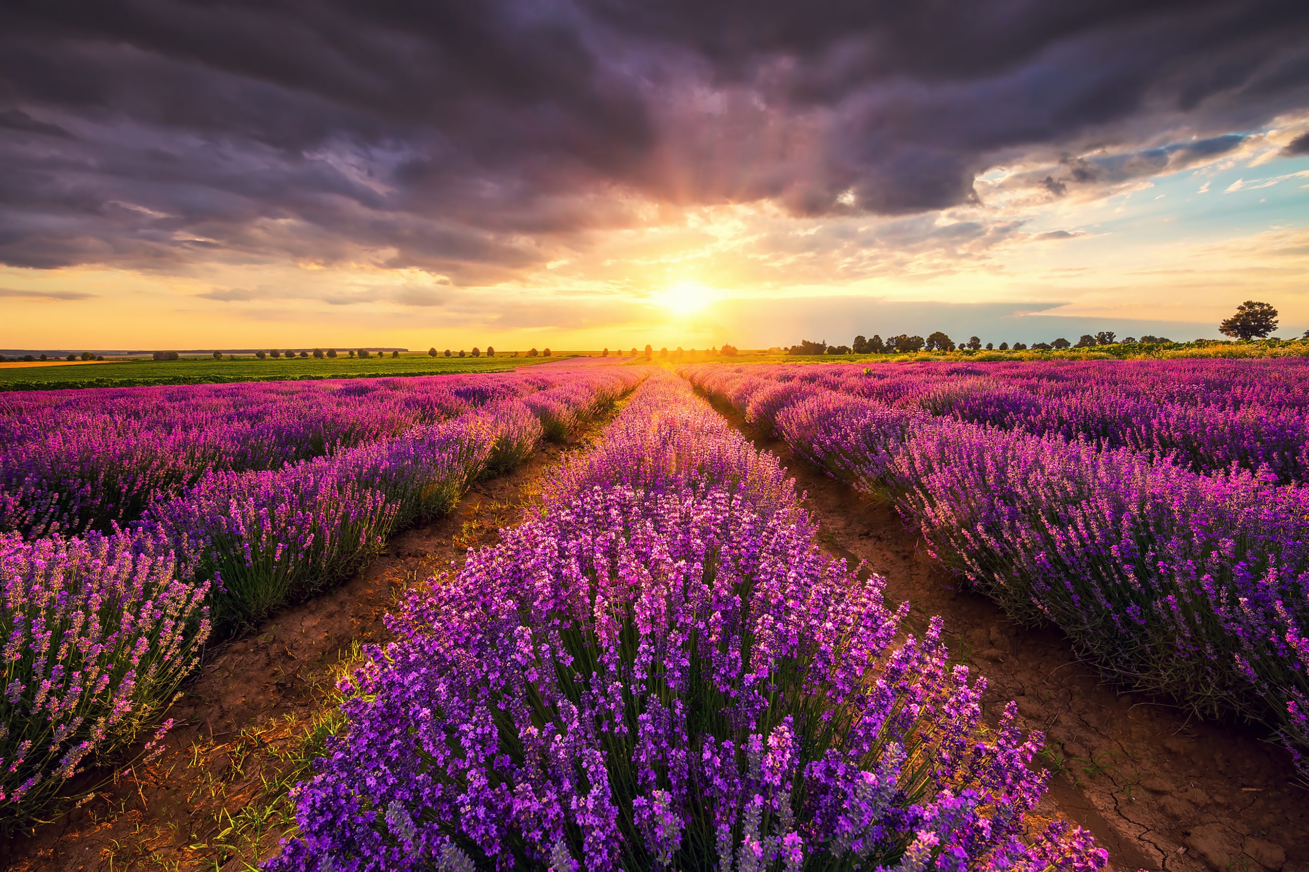 Lavender Pretty Wallpapers - Wallpaper Cave