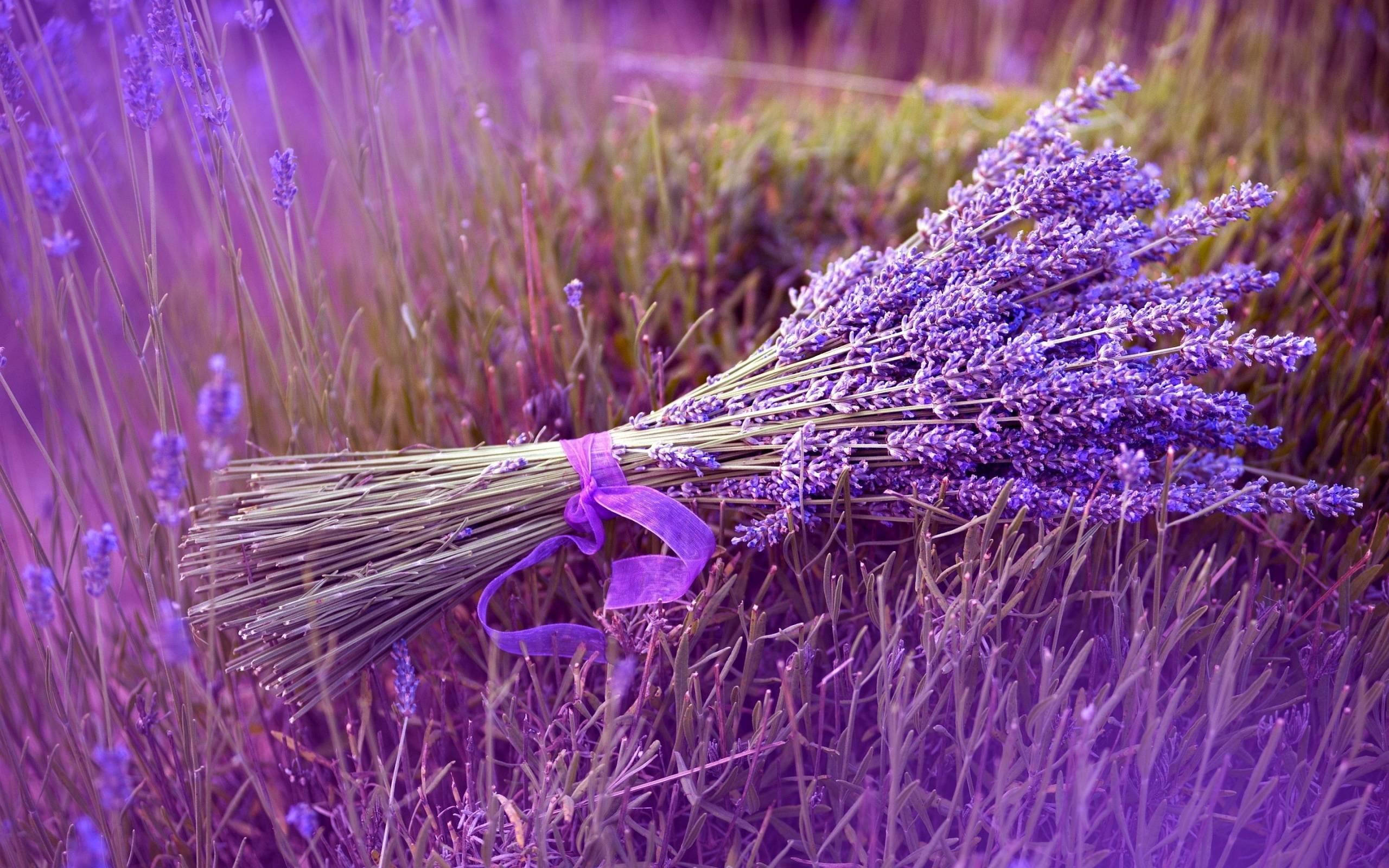 Desktop Lavander Wallpapers - Wallpaper Cave