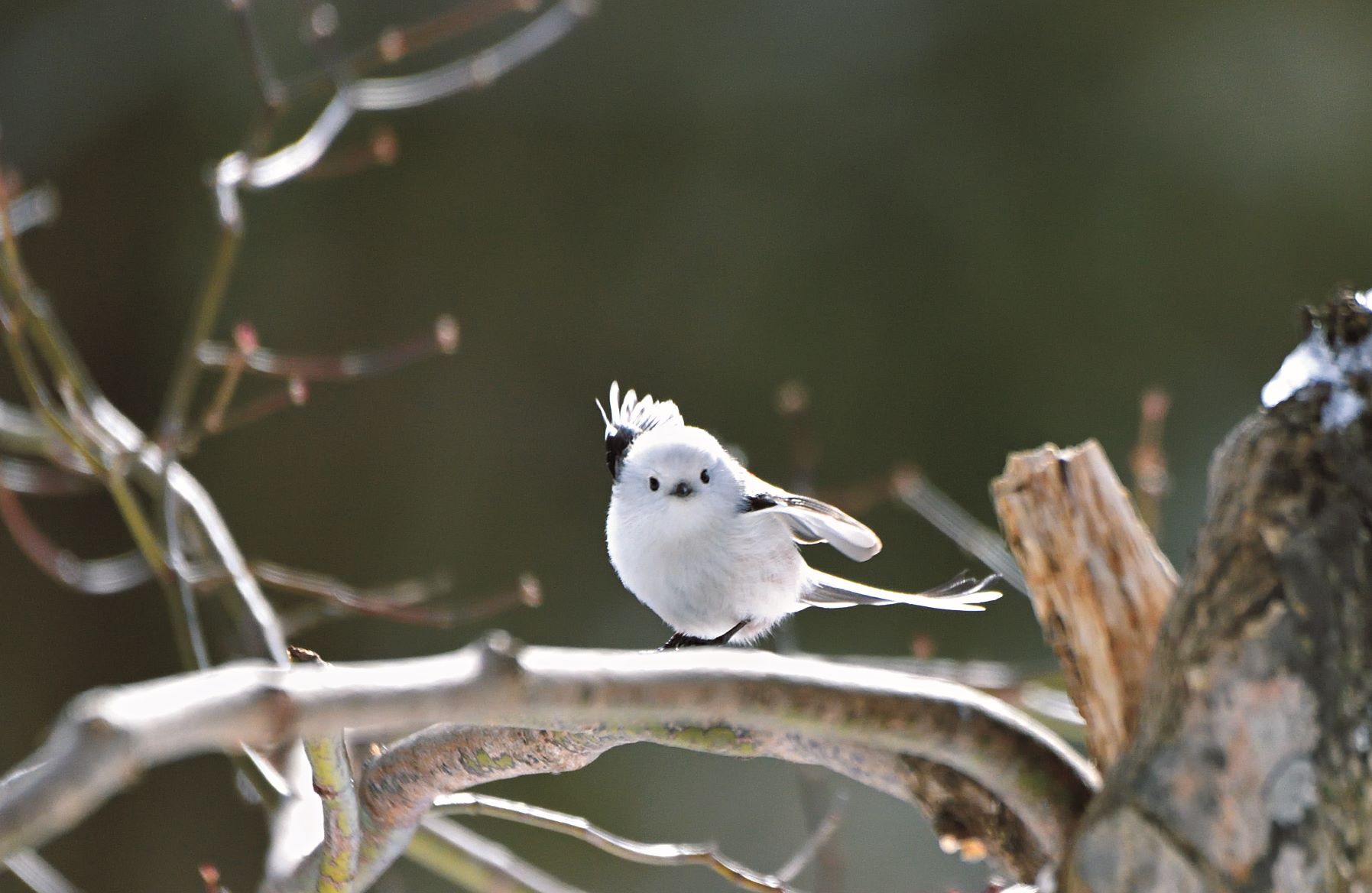 Snow Fairy Bird Wallpapers - Wallpaper Cave