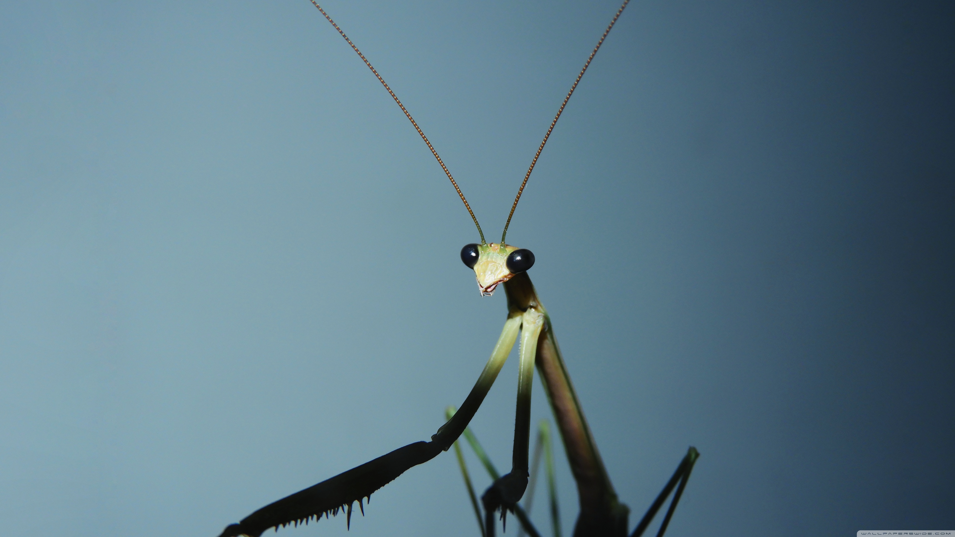 4k Insect Wallpapers - Wallpaper Cave