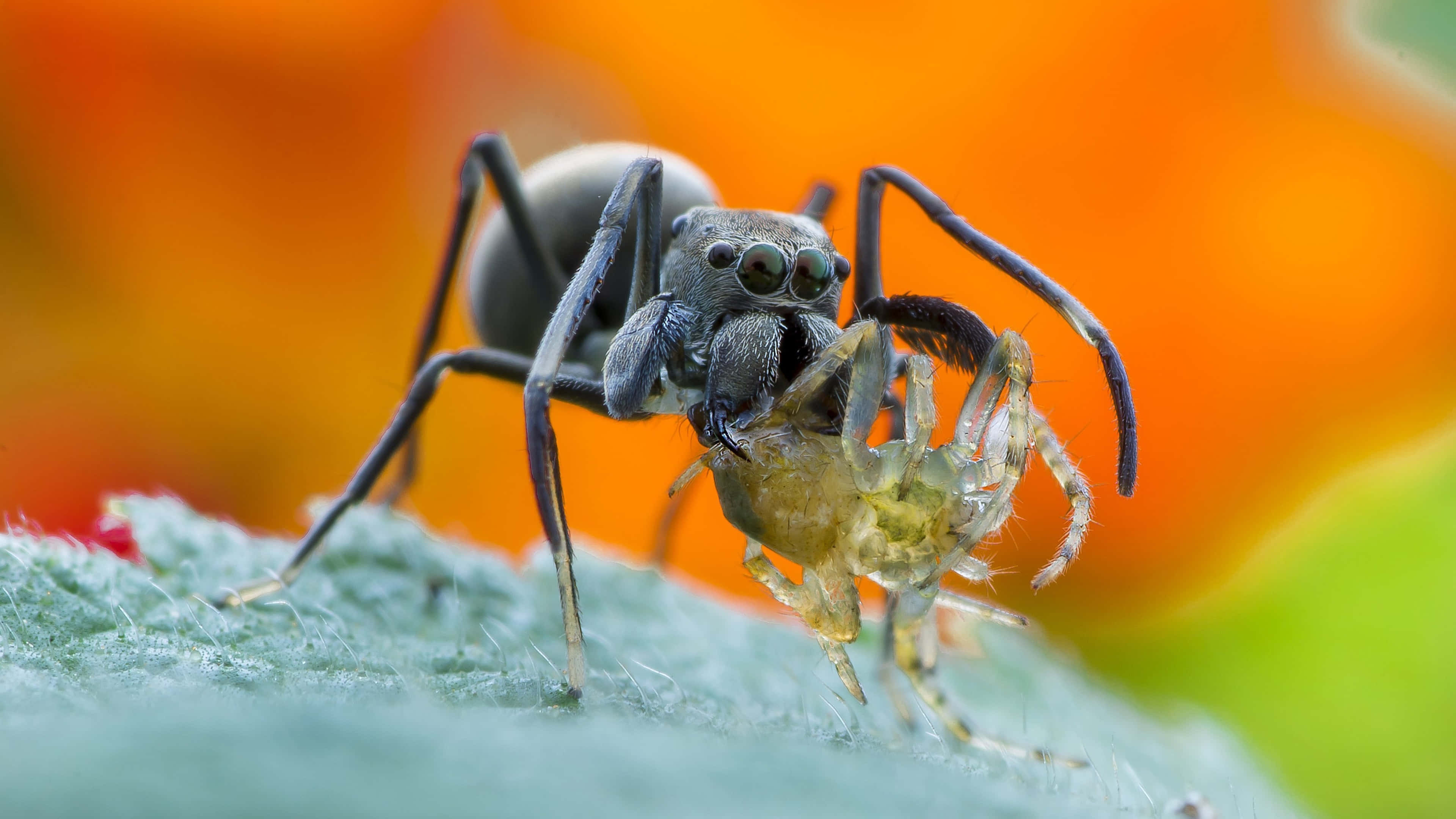 4k Insect Wallpapers - Wallpaper Cave