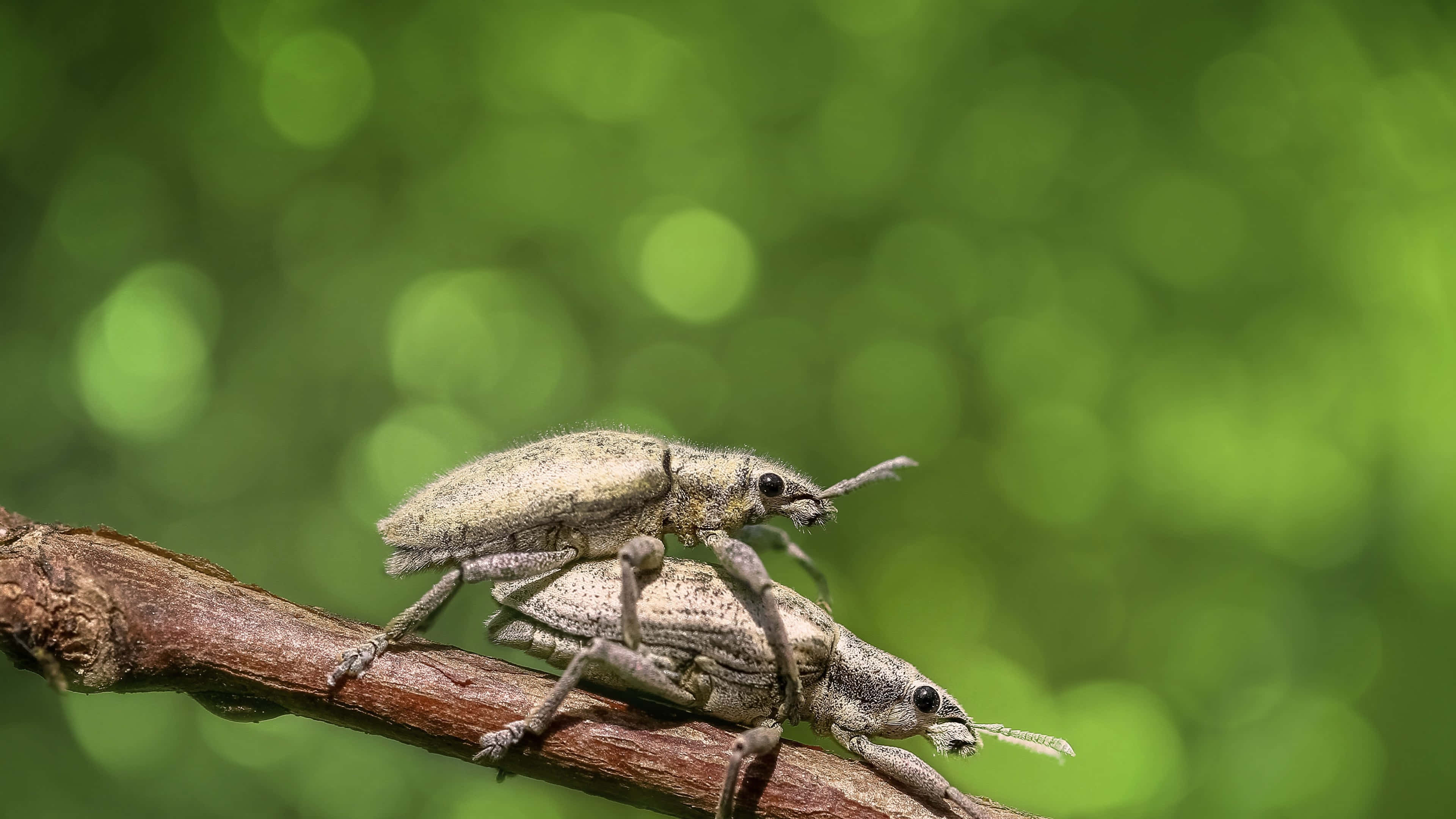 4k Insect Wallpapers - Wallpaper Cave