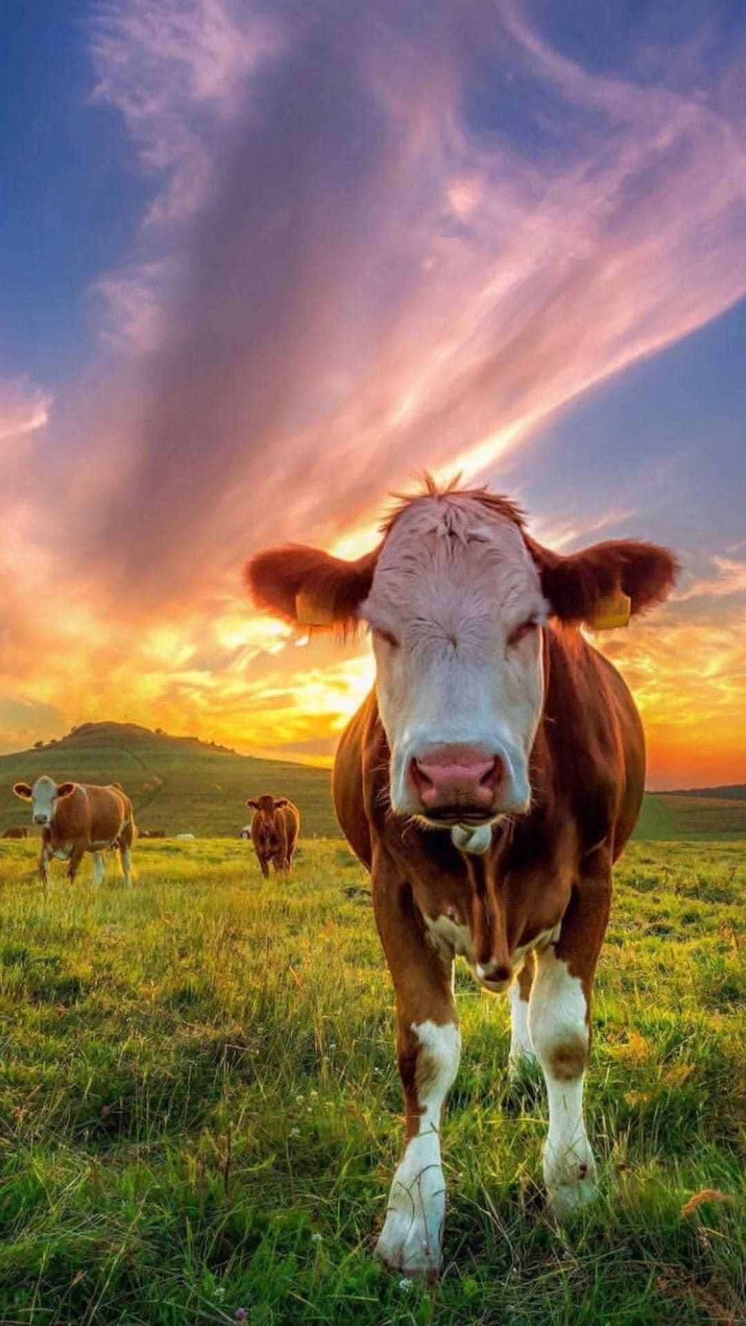 iPhone Cow Wallpapers - Wallpaper Cave