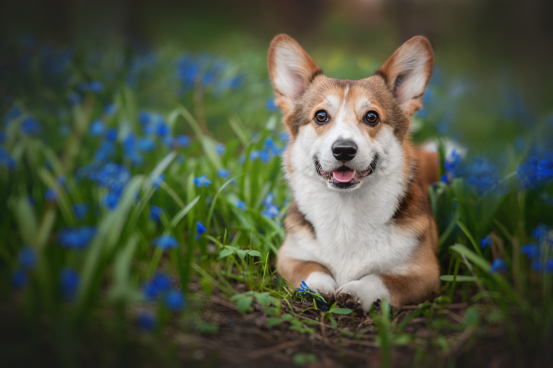 Dog Corgi Wallpapers - Wallpaper Cave