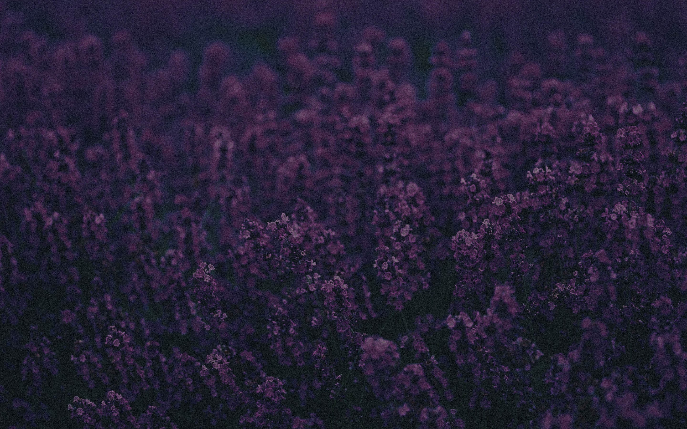 Lavender Pretty Wallpapers - Wallpaper Cave