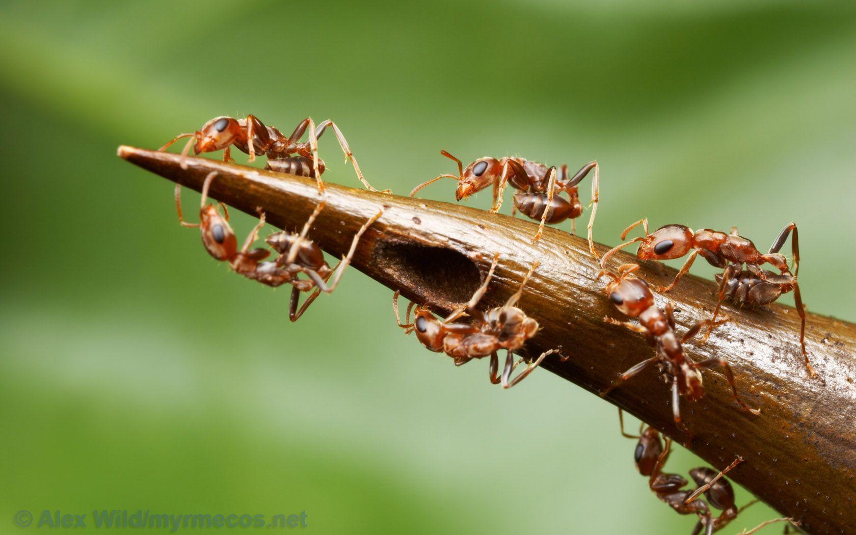 Stick Bug Wallpapers - Wallpaper Cave