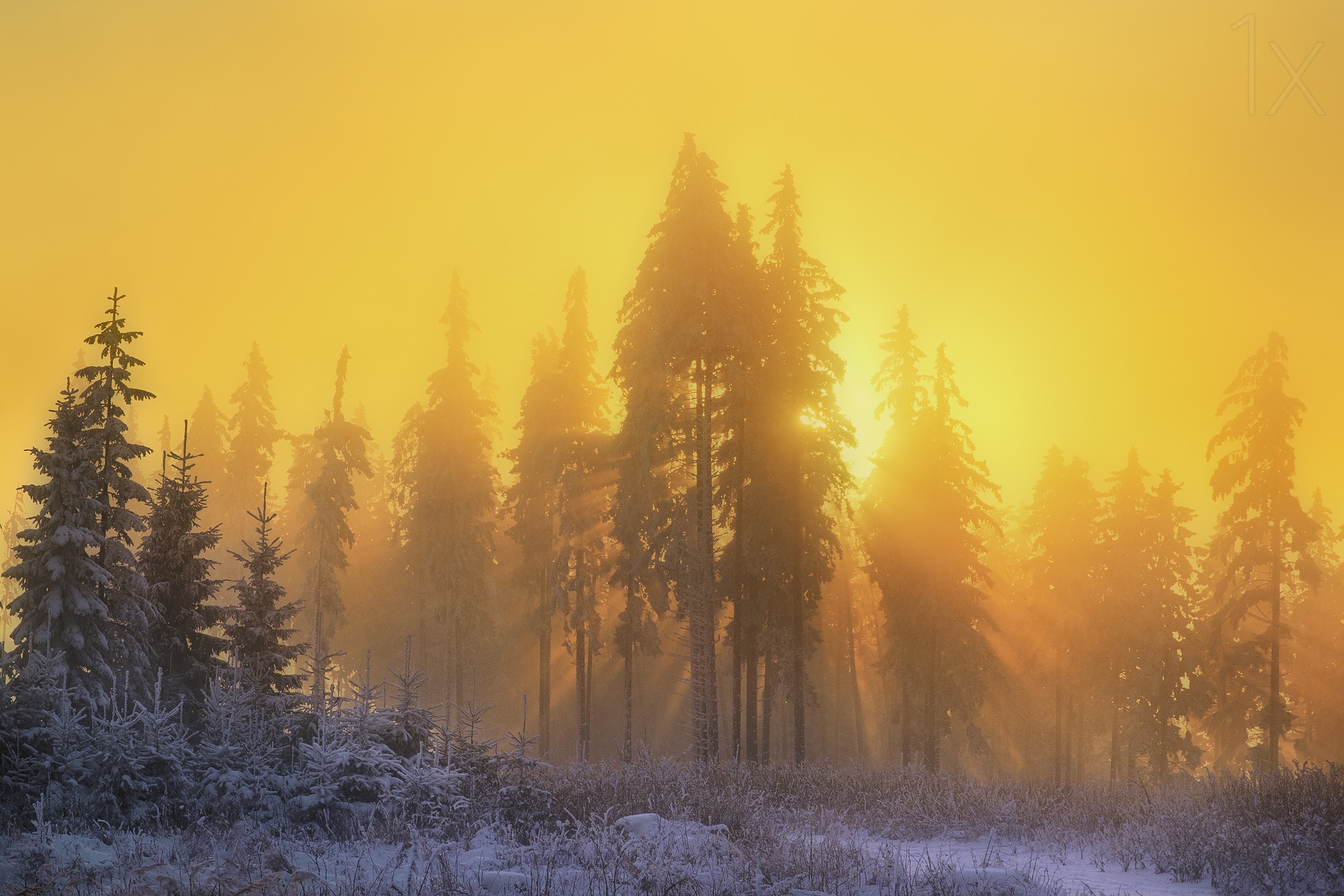 Yellow Winter Wallpapers - Wallpaper Cave