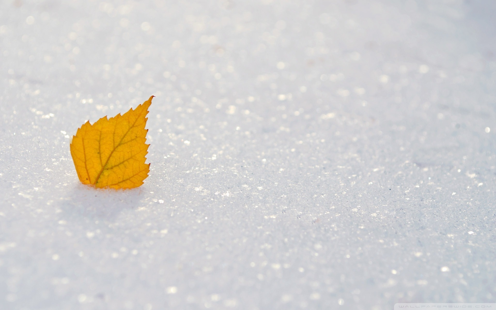 Yellow Winter Wallpapers - Wallpaper Cave