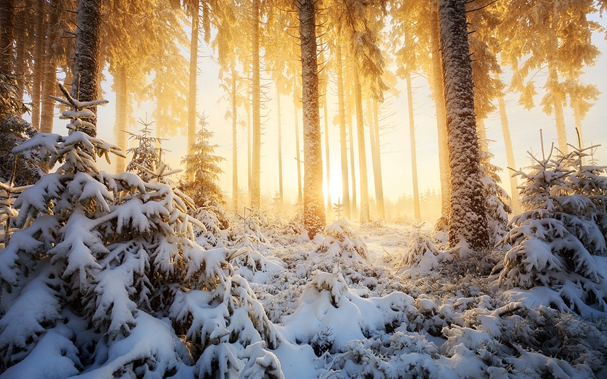 Yellow Winter Wallpapers - Wallpaper Cave