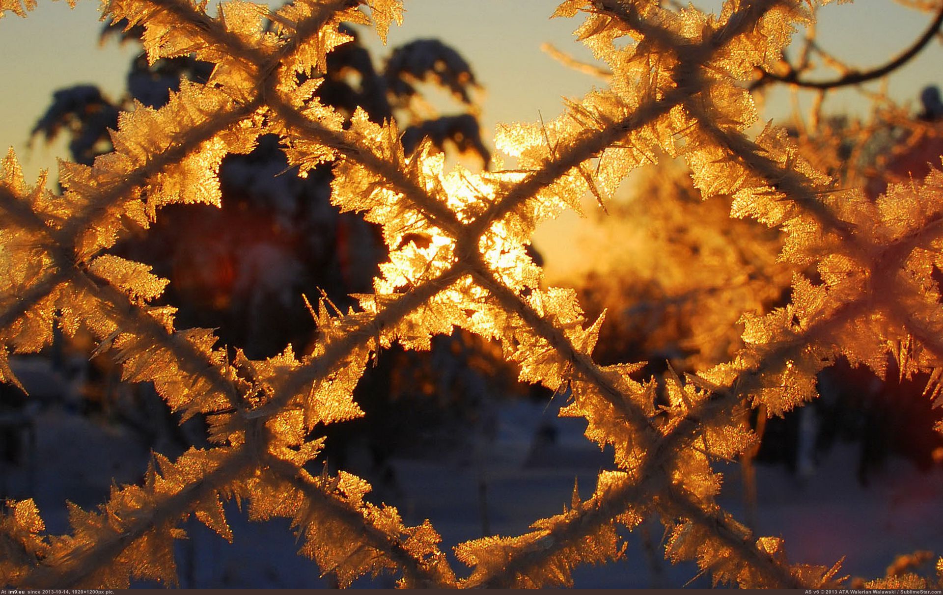 Yellow Winter Wallpapers - Wallpaper Cave