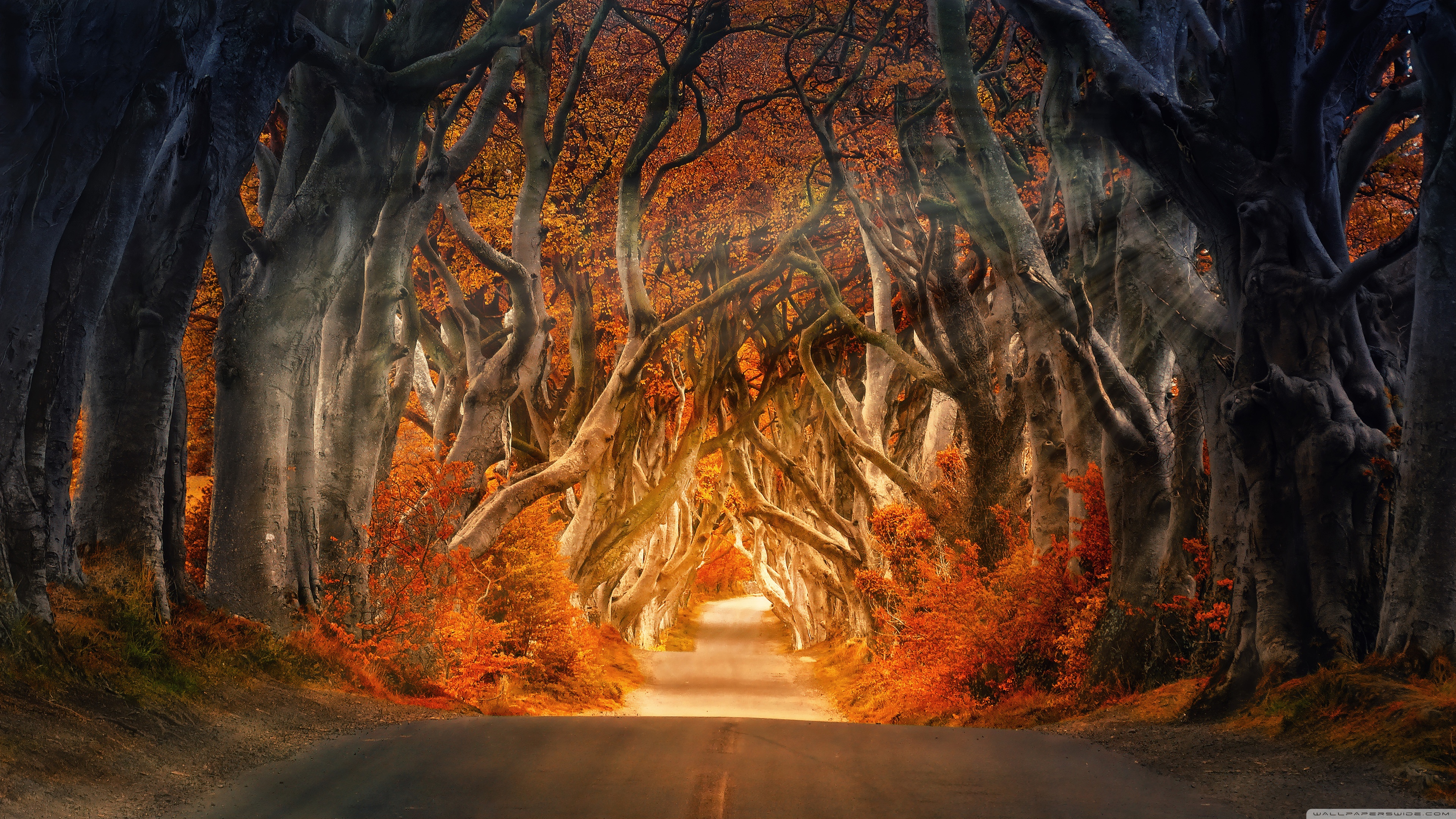 Autumn Night 4k PC Wallpapers - Wallpaper Cave