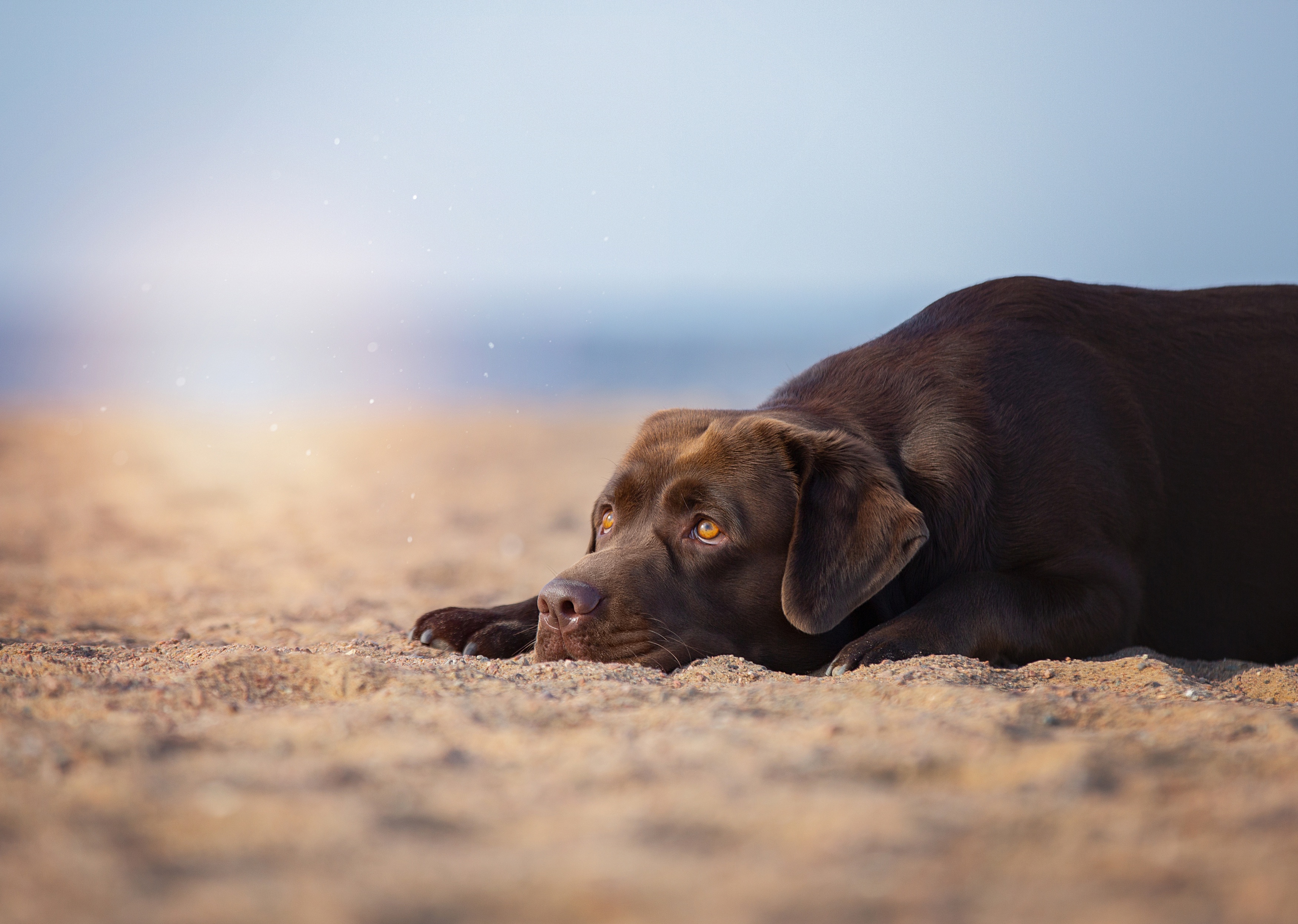 Brown Chocolate Lab Wallpapers - Wallpaper Cave