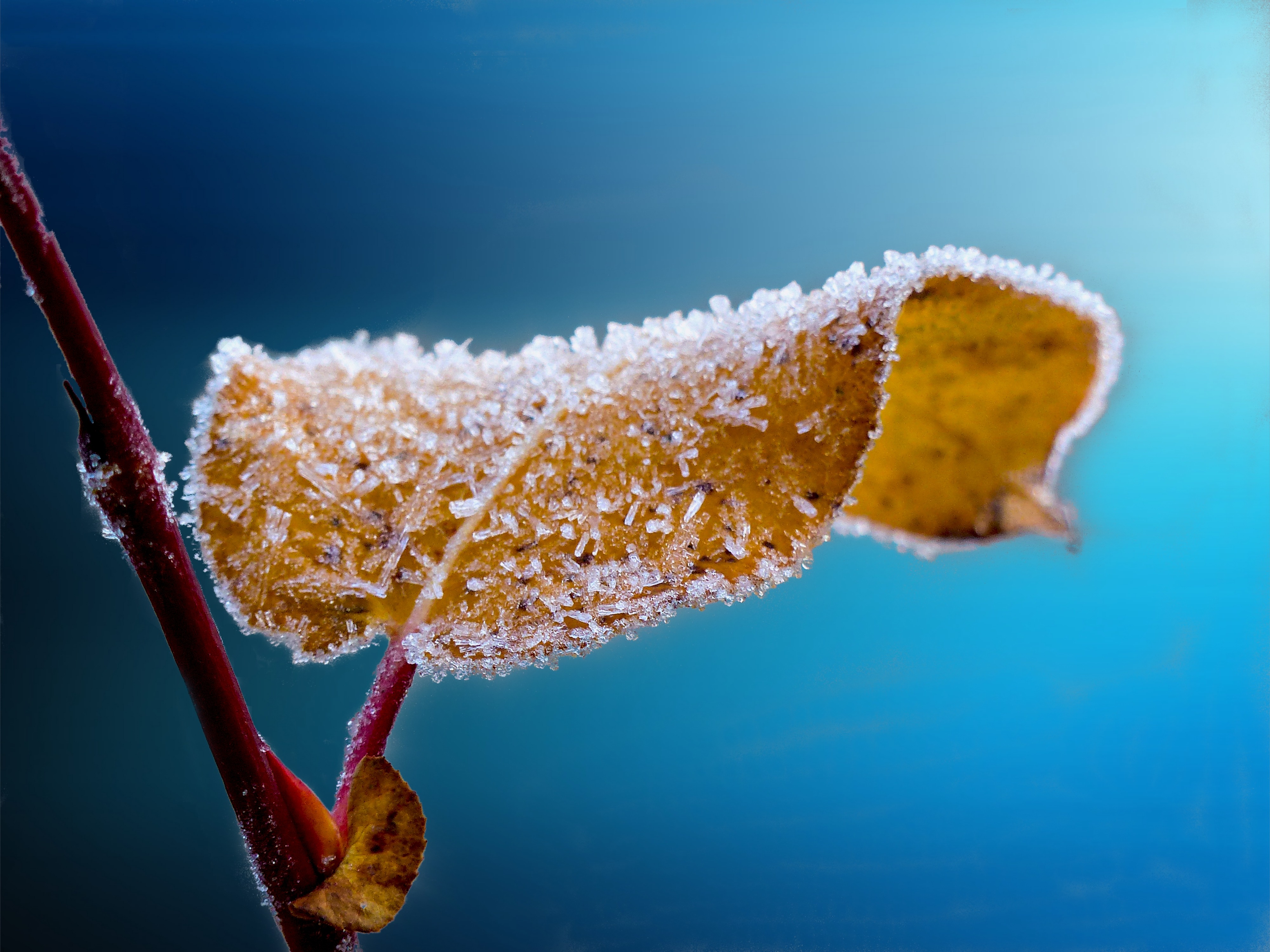 Macro Winter HD Wallpapers - Wallpaper Cave