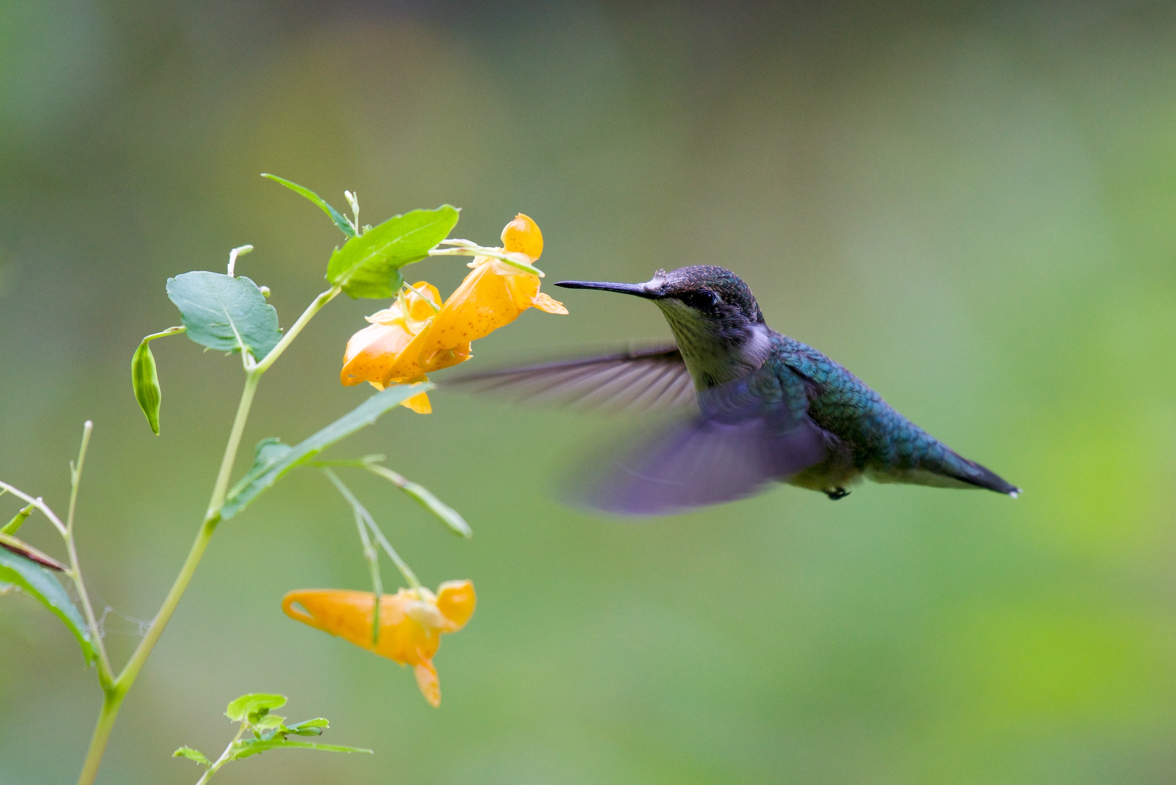 Bee Hummingbird Wallpapers - Wallpaper Cave