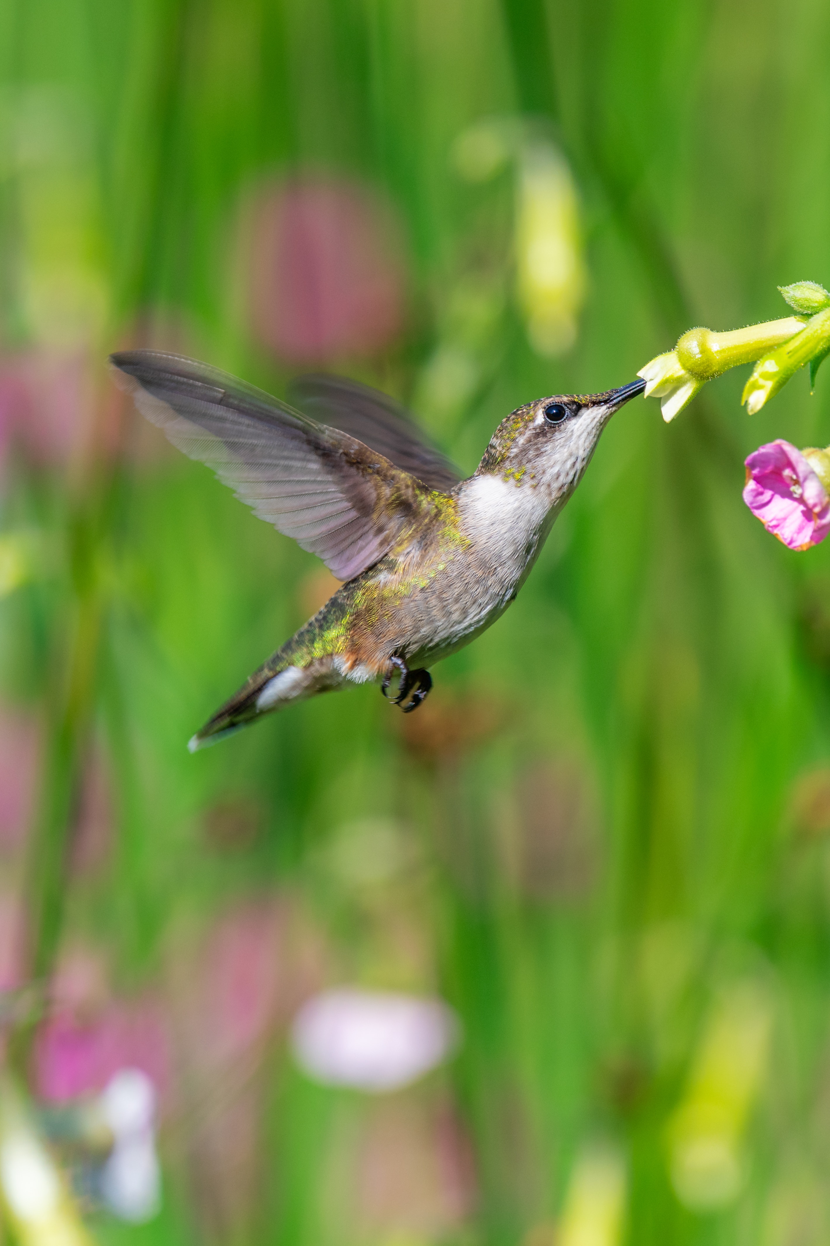 Bee Hummingbird Wallpapers - Wallpaper Cave