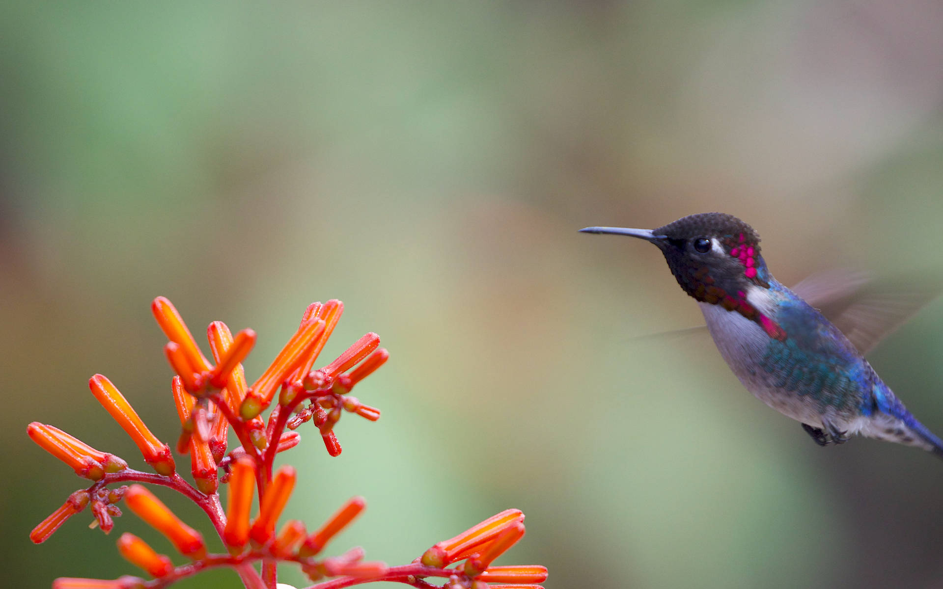 Bee Hummingbird Wallpapers - Wallpaper Cave