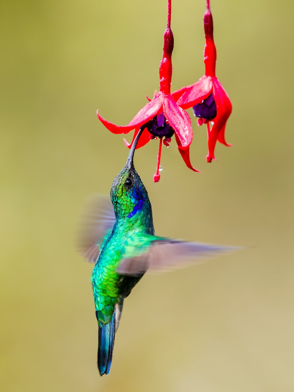 Bee Hummingbird Wallpapers - Wallpaper Cave