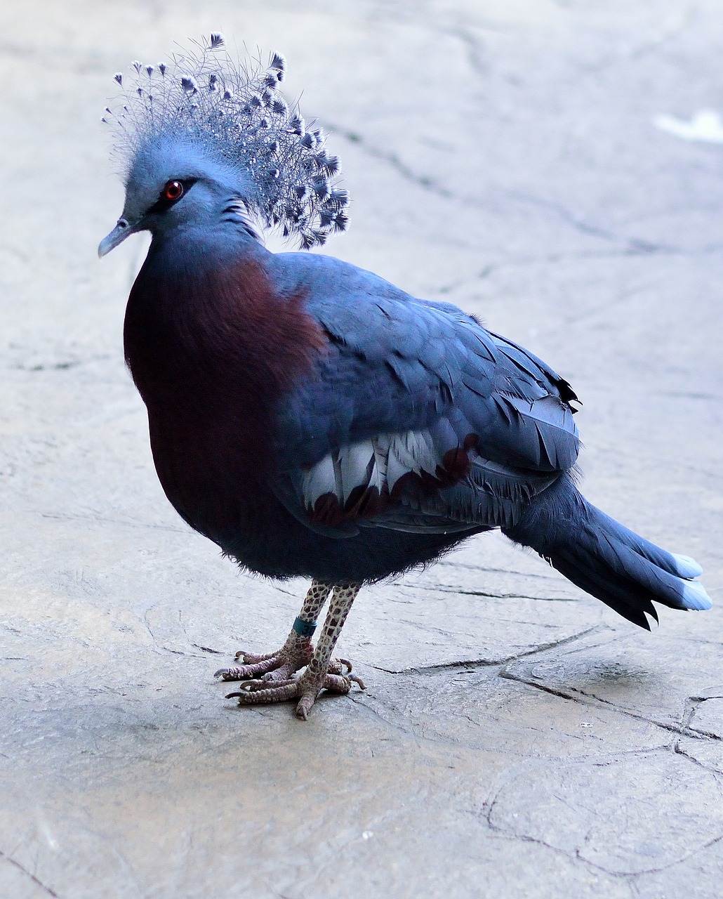 Crowned Pigeon Wallpapers - Wallpaper Cave