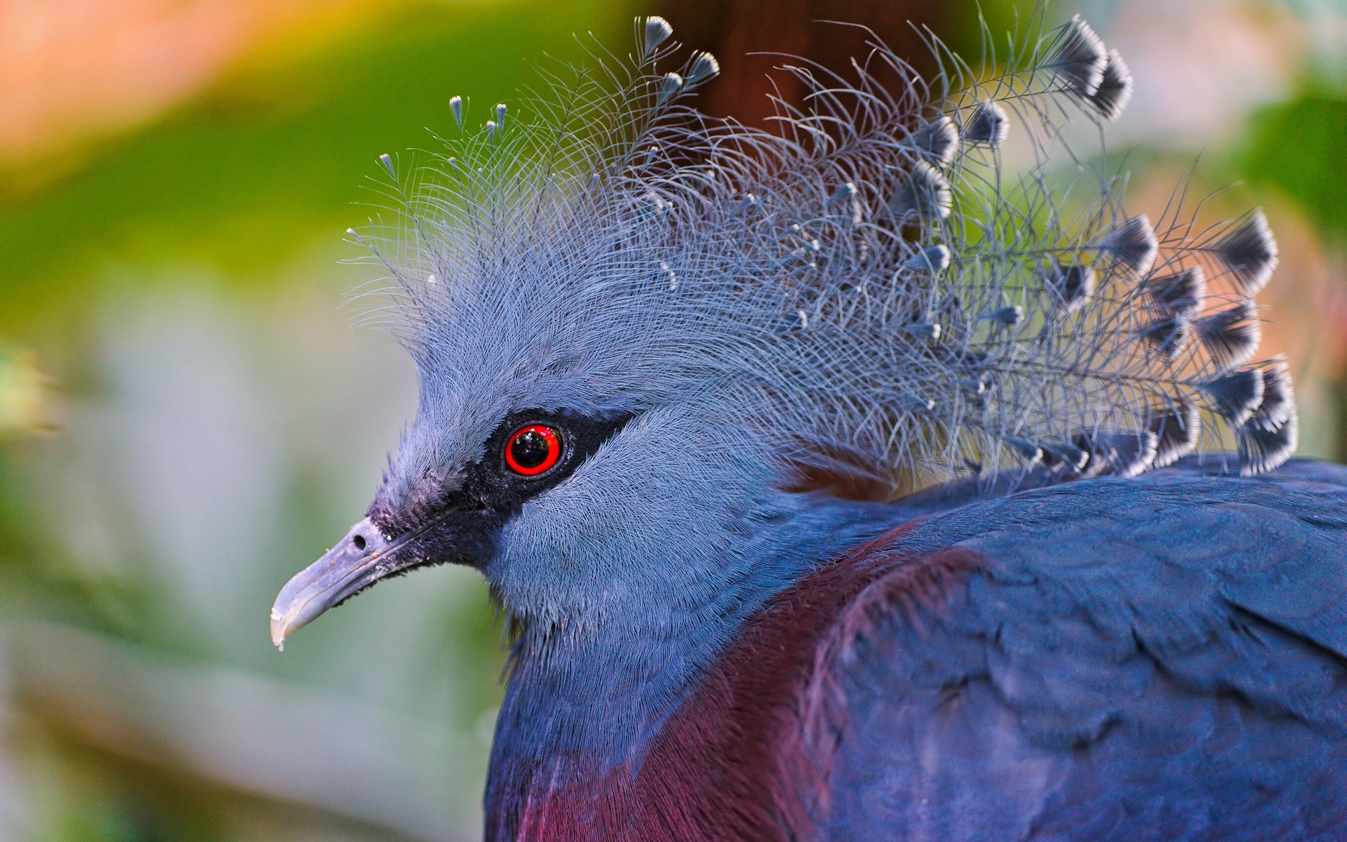 Crowned Pigeon Wallpapers - Wallpaper Cave