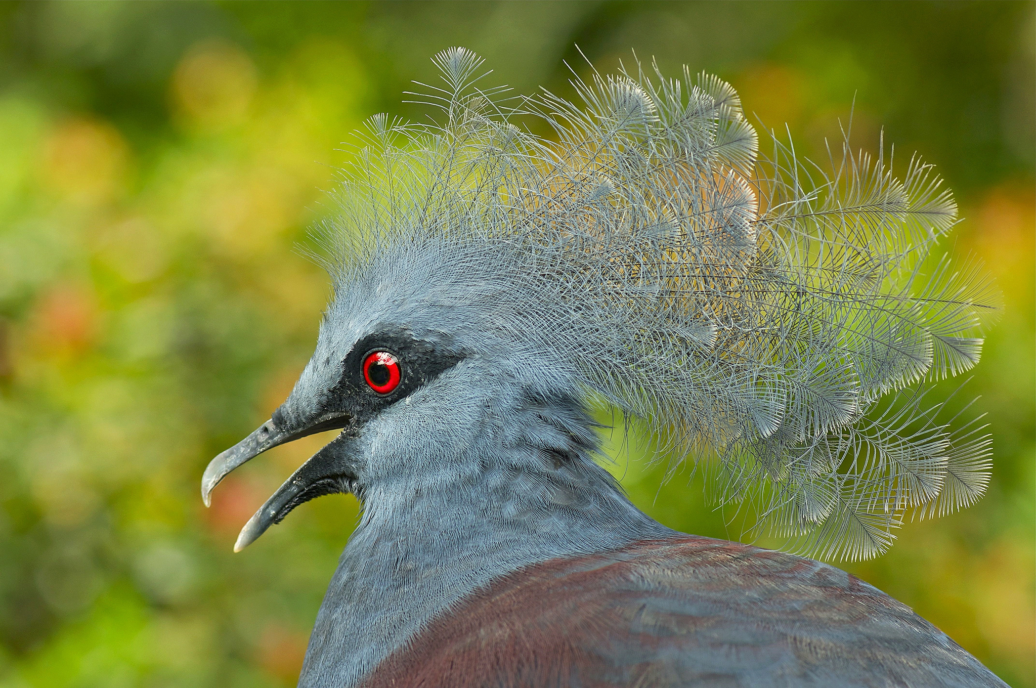 Crowned Pigeon Wallpapers - Wallpaper Cave
