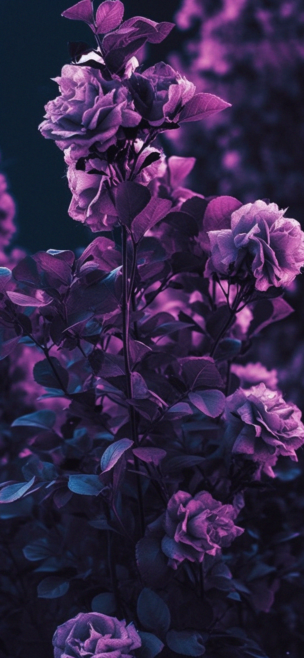 Purple Rose Aesthetic Wallpapers - Wallpaper Cave