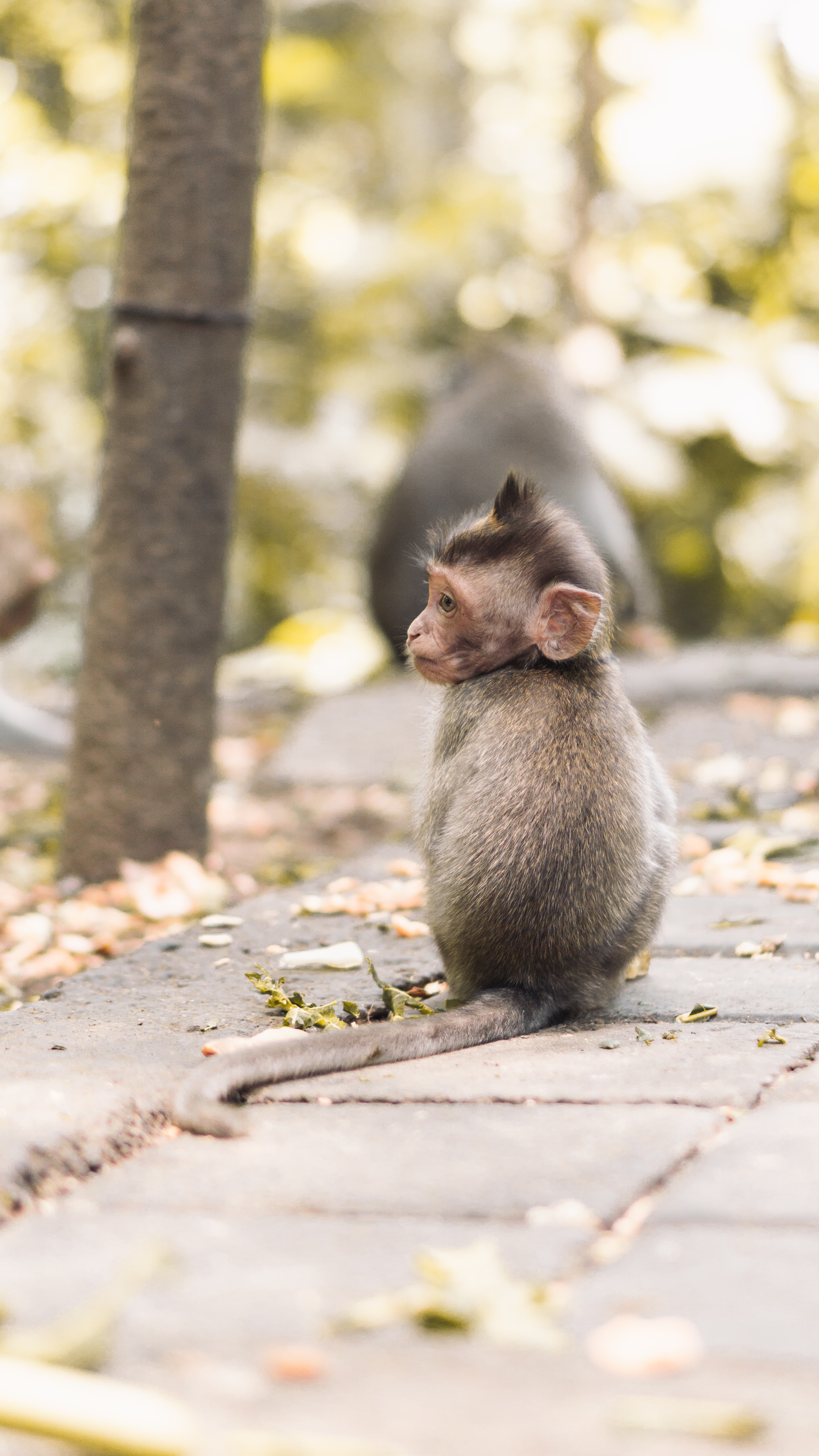 Monkey Autumn Wallpaper Images