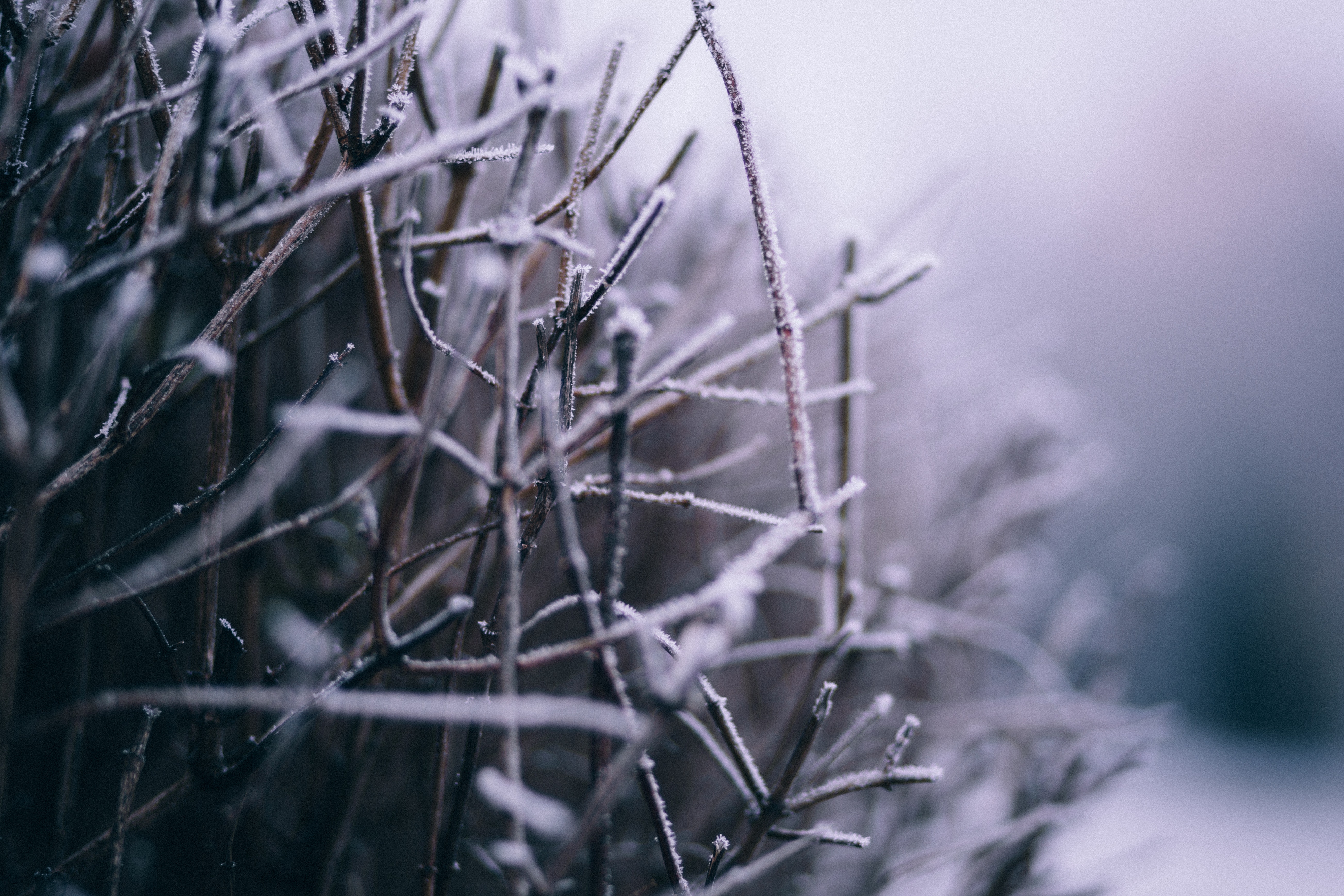 Macro Winter HD Wallpapers - Wallpaper Cave