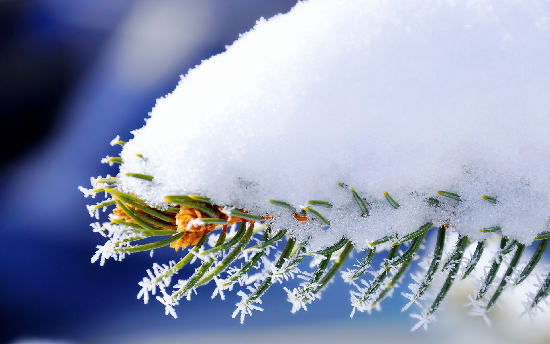 Macro Winter HD Wallpapers - Wallpaper Cave