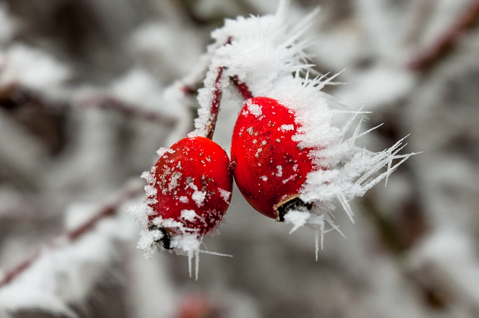 Macro Winter HD Wallpapers - Wallpaper Cave