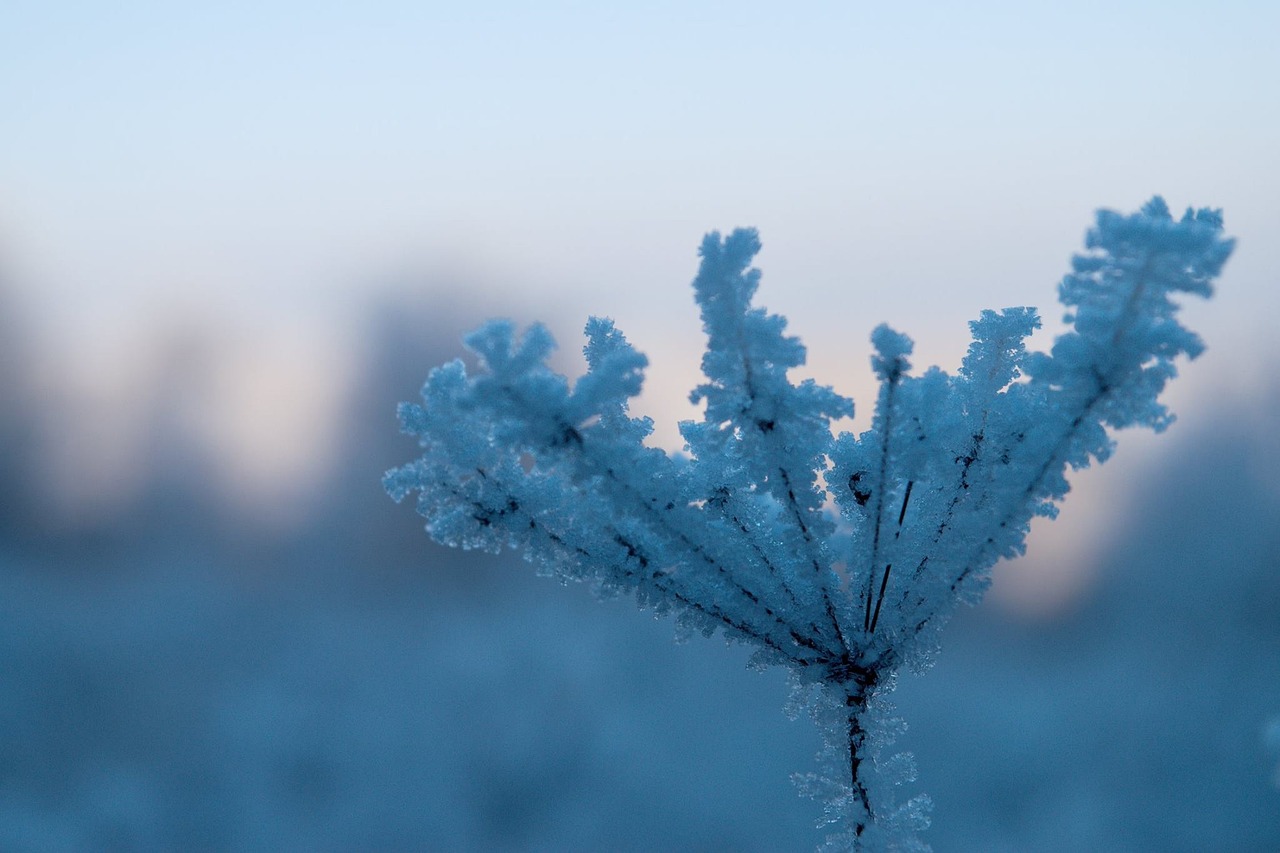 Macro Winter HD Wallpapers - Wallpaper Cave