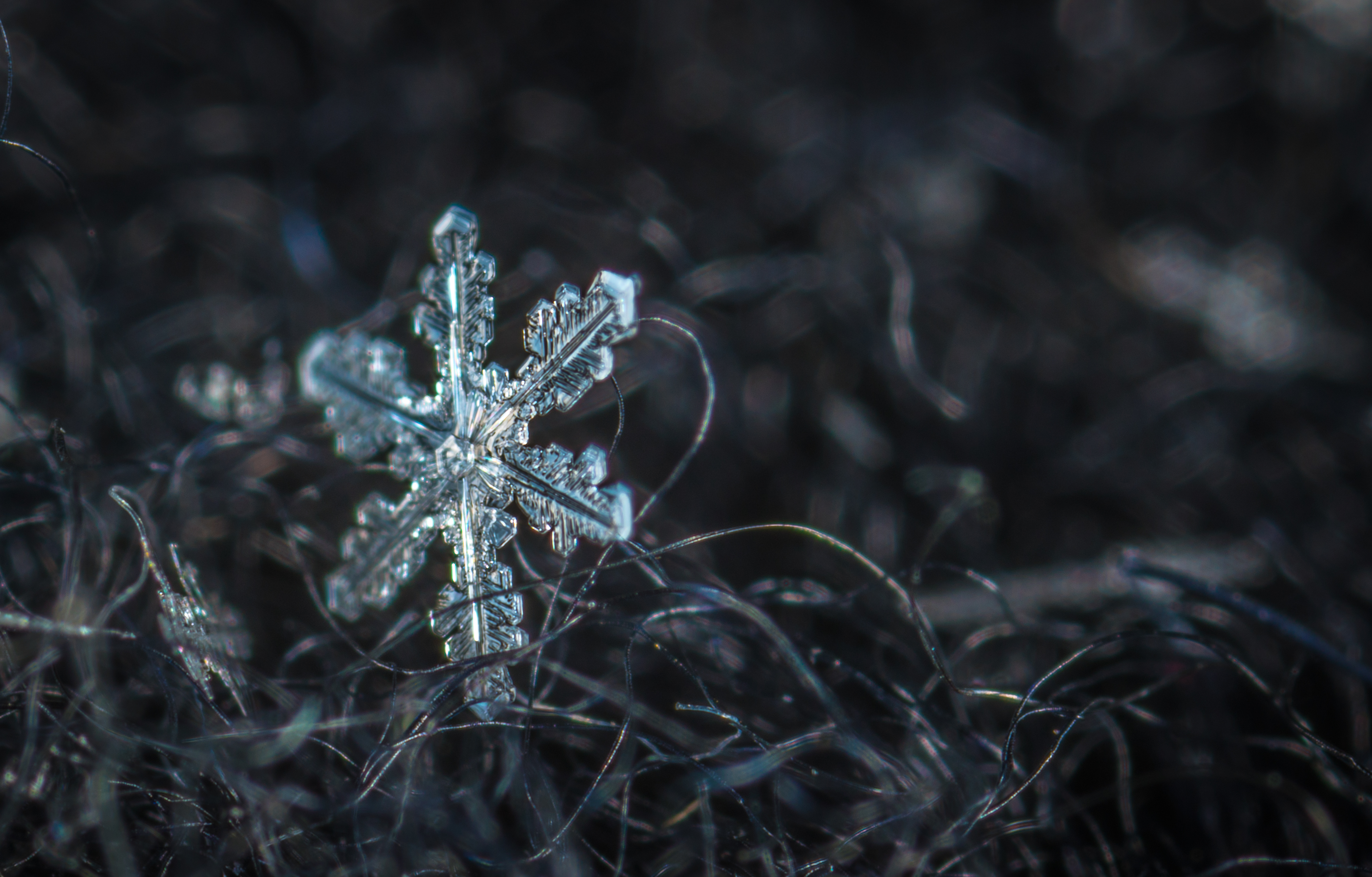 Macro Winter HD Wallpapers - Wallpaper Cave